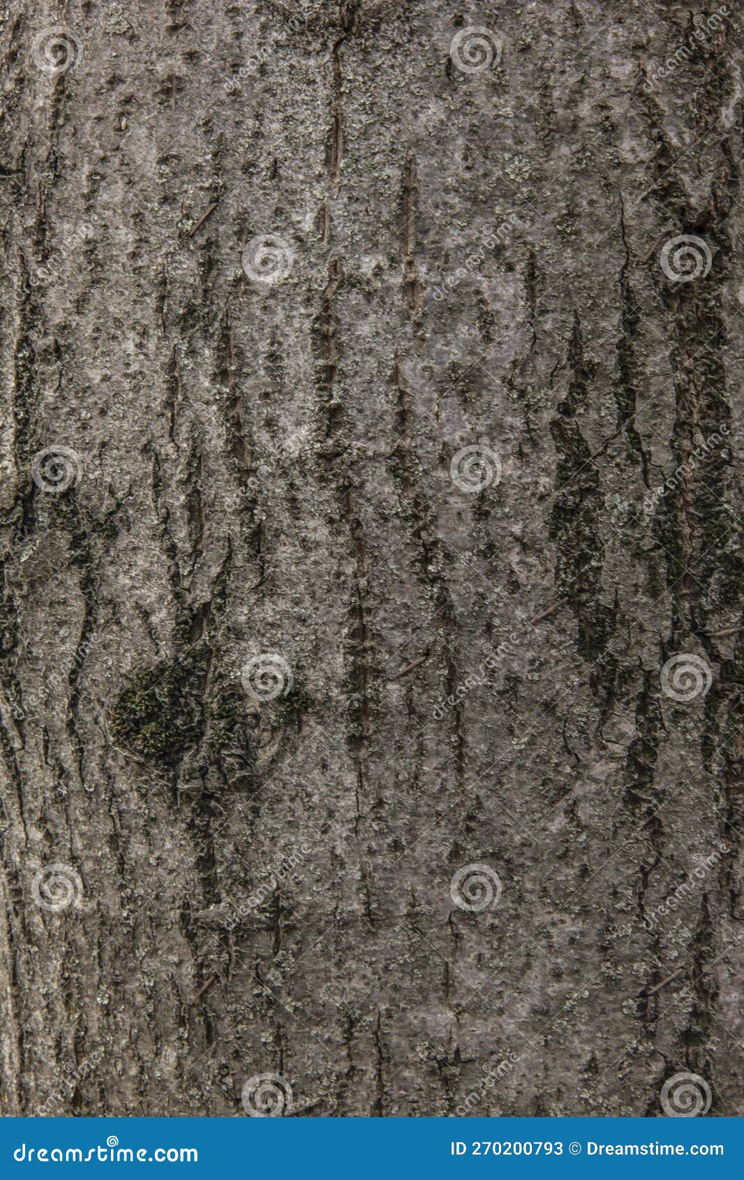 Bark of a Tree. Detail of Wooden Texture Stock Image - Image of bark ...
