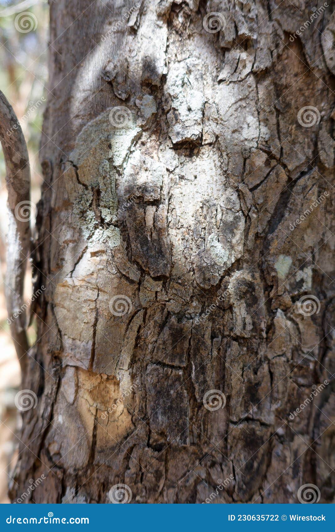 Bark of Tree in Dry Rainforest in Queensland Stock Photo - Image of ...