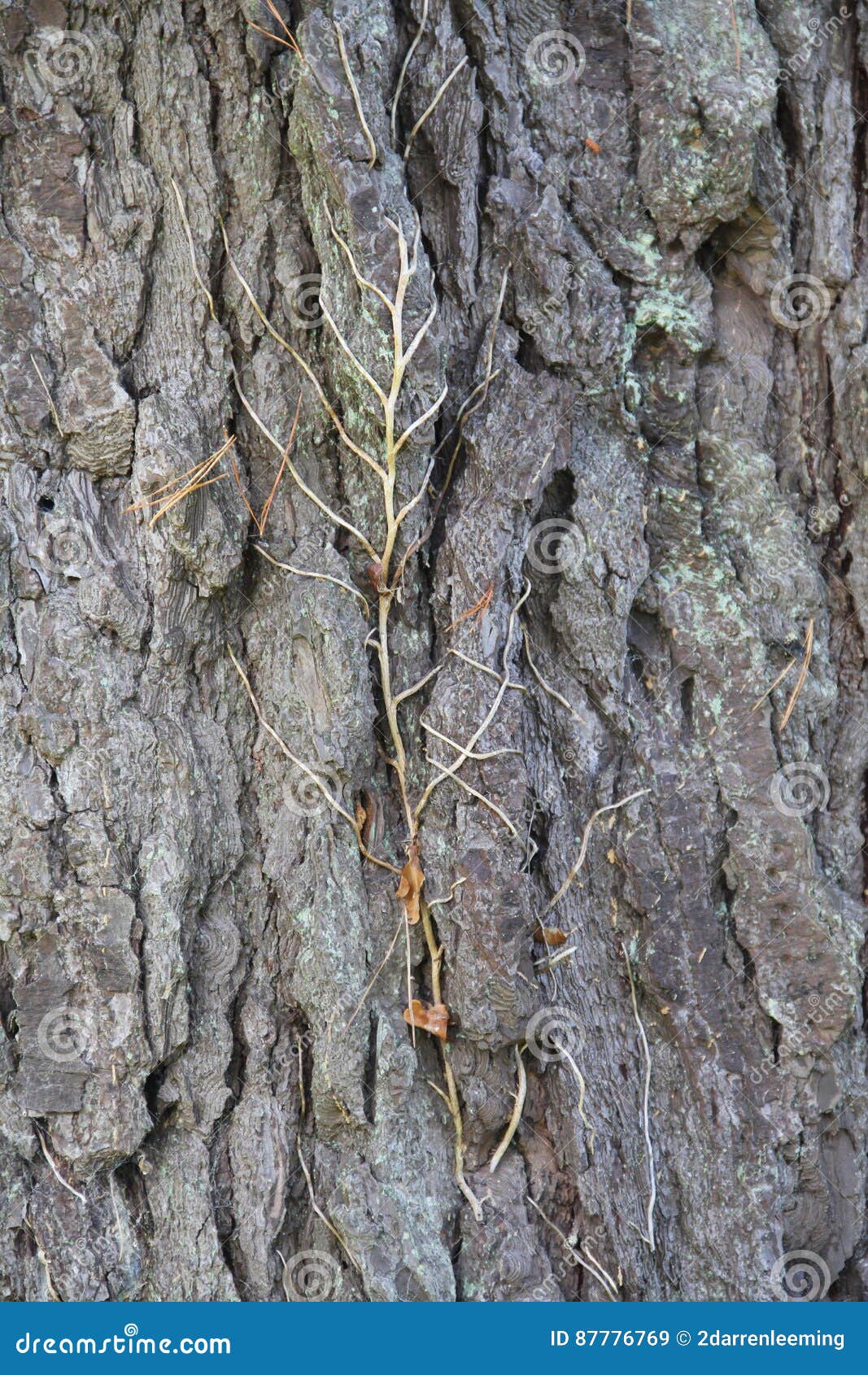 Bark of a Tree with Extra Growth Stock Image - Image of wood, growth ...