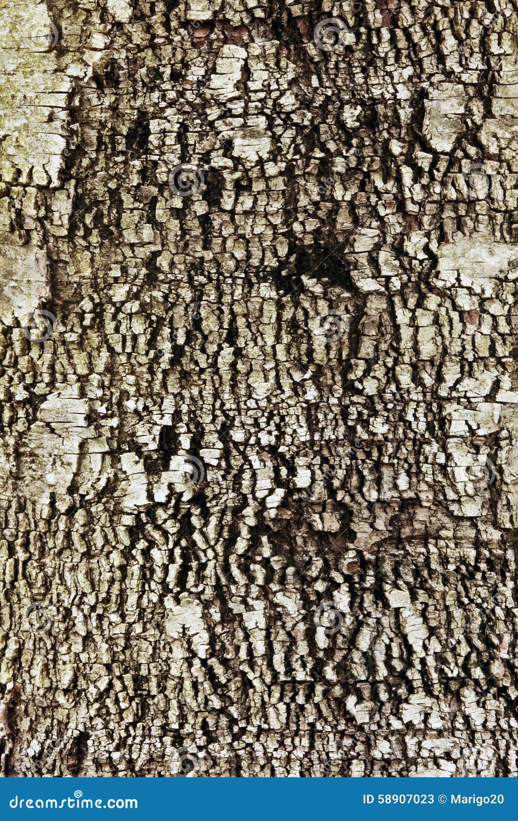 The Bark Of Deciduous Tree Royalty-Free Stock Photography ...
