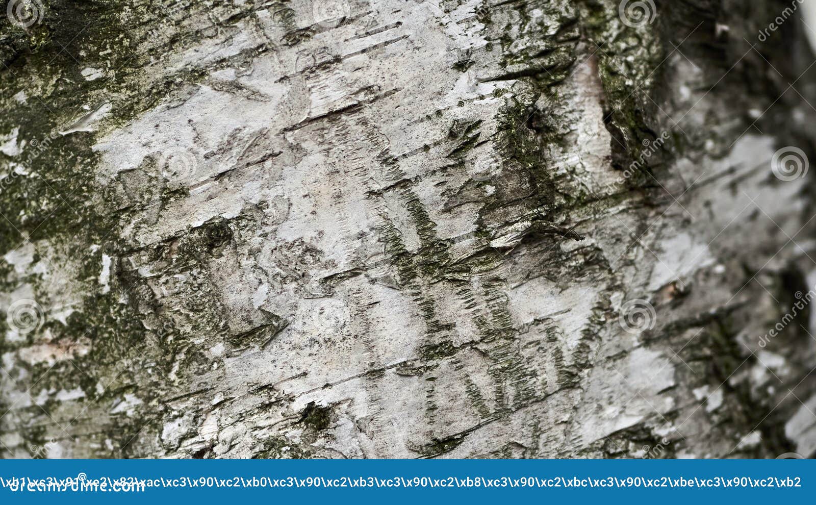 Bark of the Tree by a Grain Plan Stock Photo - Image of grain ...