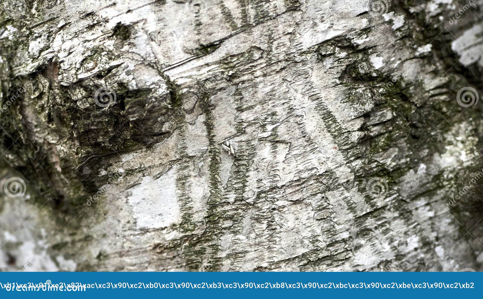 Bark of the Tree by a Grain Plan Stock Photo - Image of backgrounds ...