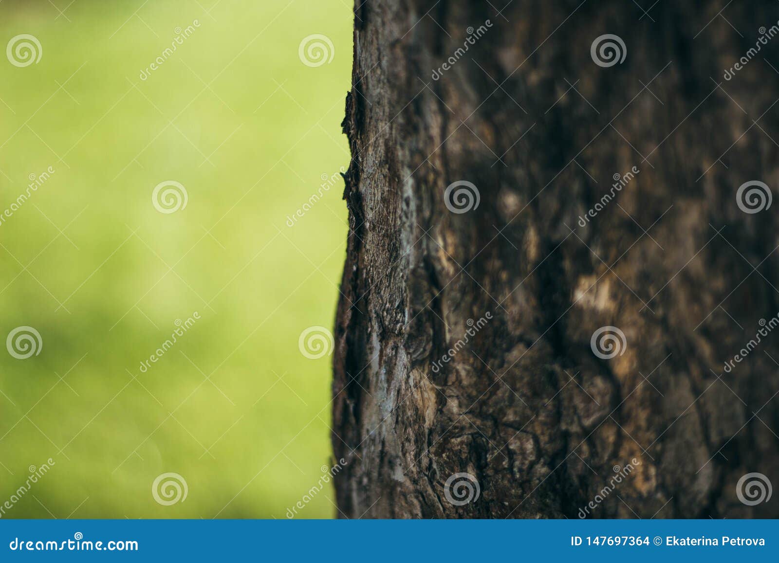 The Bark of the Tree on a Green Background. the Tree on the Background ...
