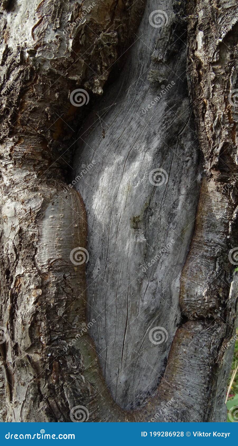 The Bark of a Tree Grows Around an Open Trunk. Draws a Natural Pattern ...