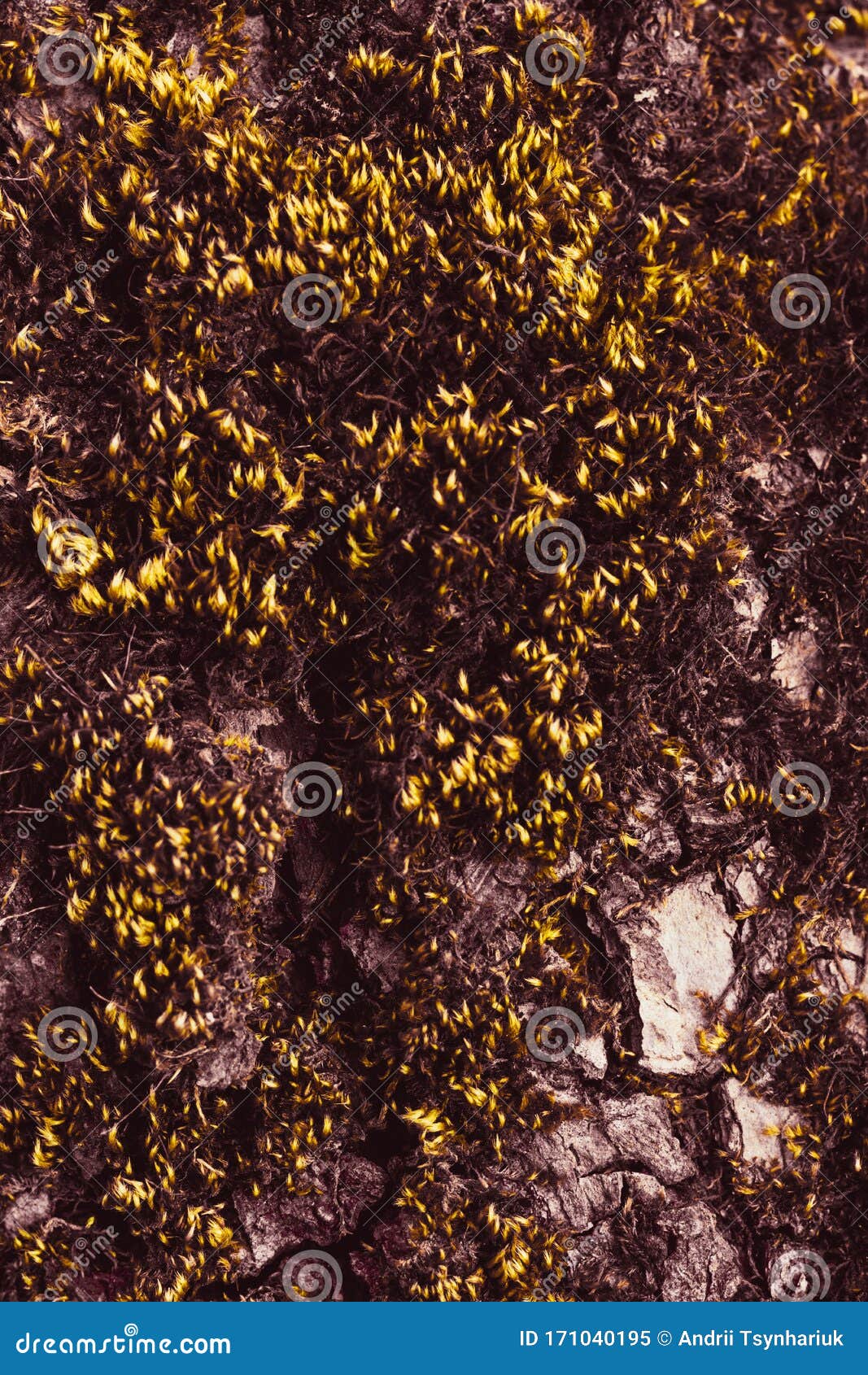 On the Bark of the Tree Grows One of Many Types of Moss, Texture Stock ...