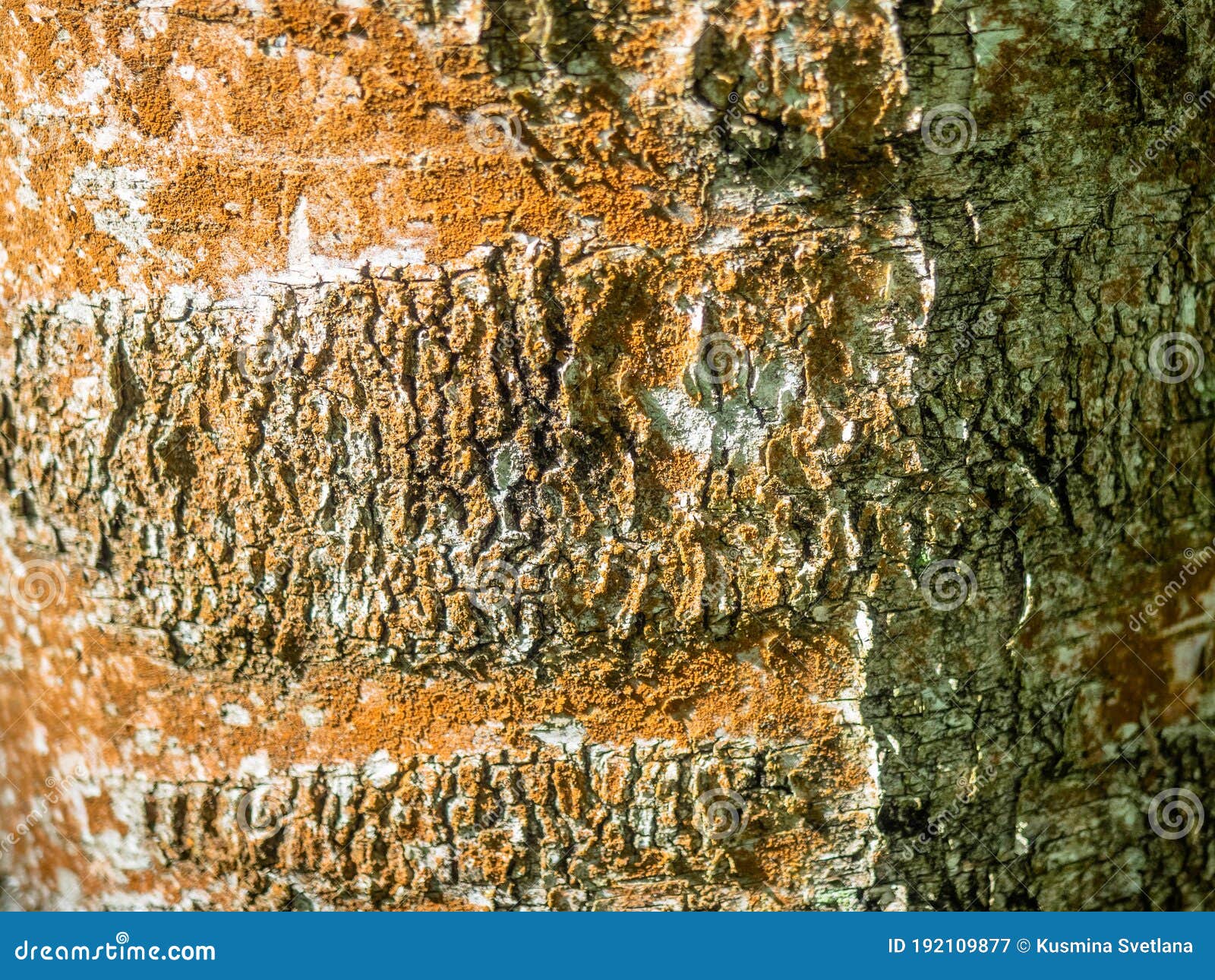 The Bark of a Tree with Growths. Stock Image - Image of background ...