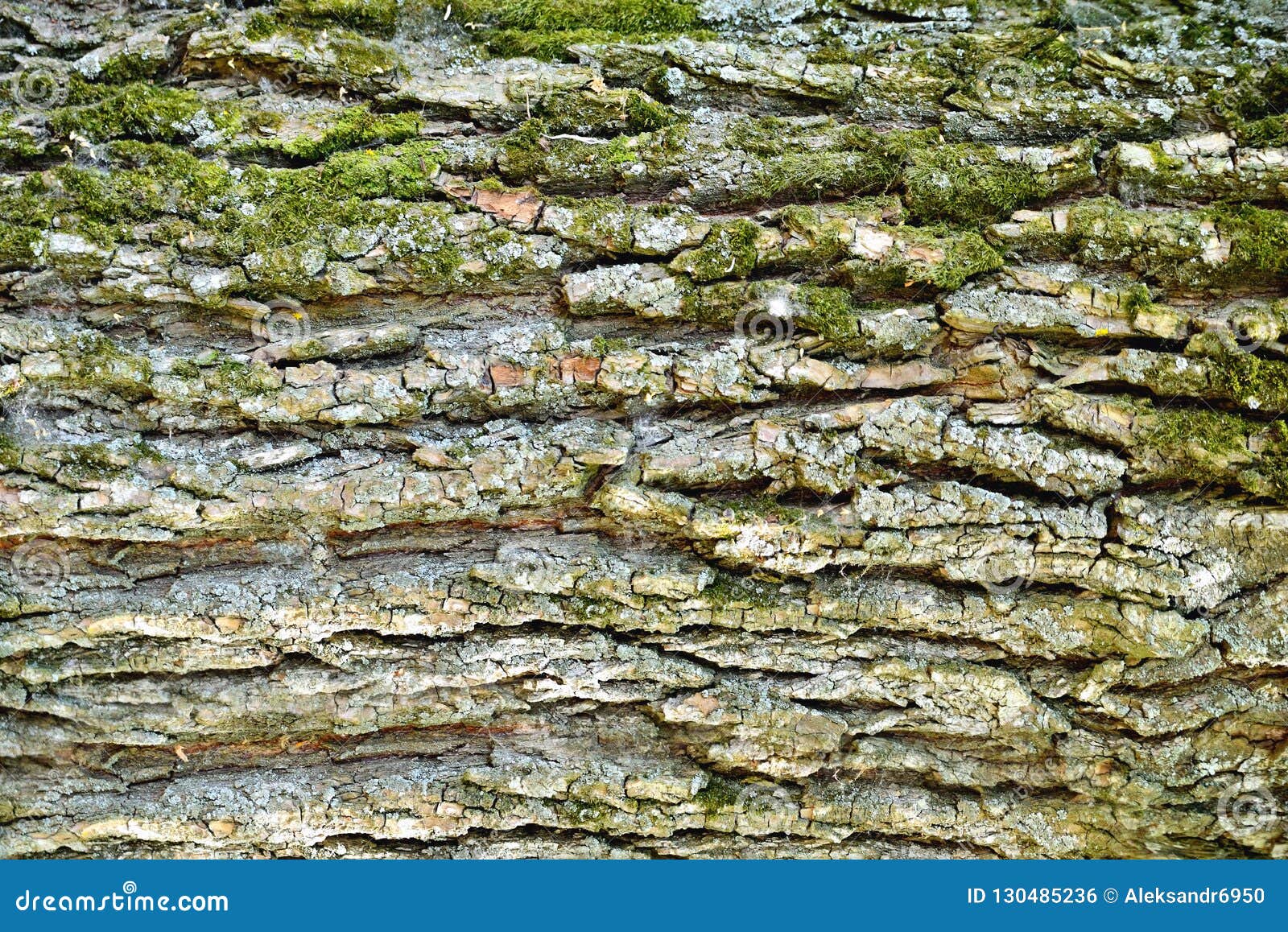 Bark of a Tree of Heterogeneous Texture, Volume Texture of Gray Stock ...