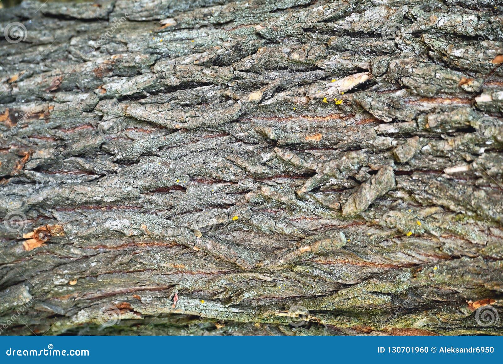 Bark of a Tree of Heterogeneous Texture, Volume Texture of Gray Stock ...