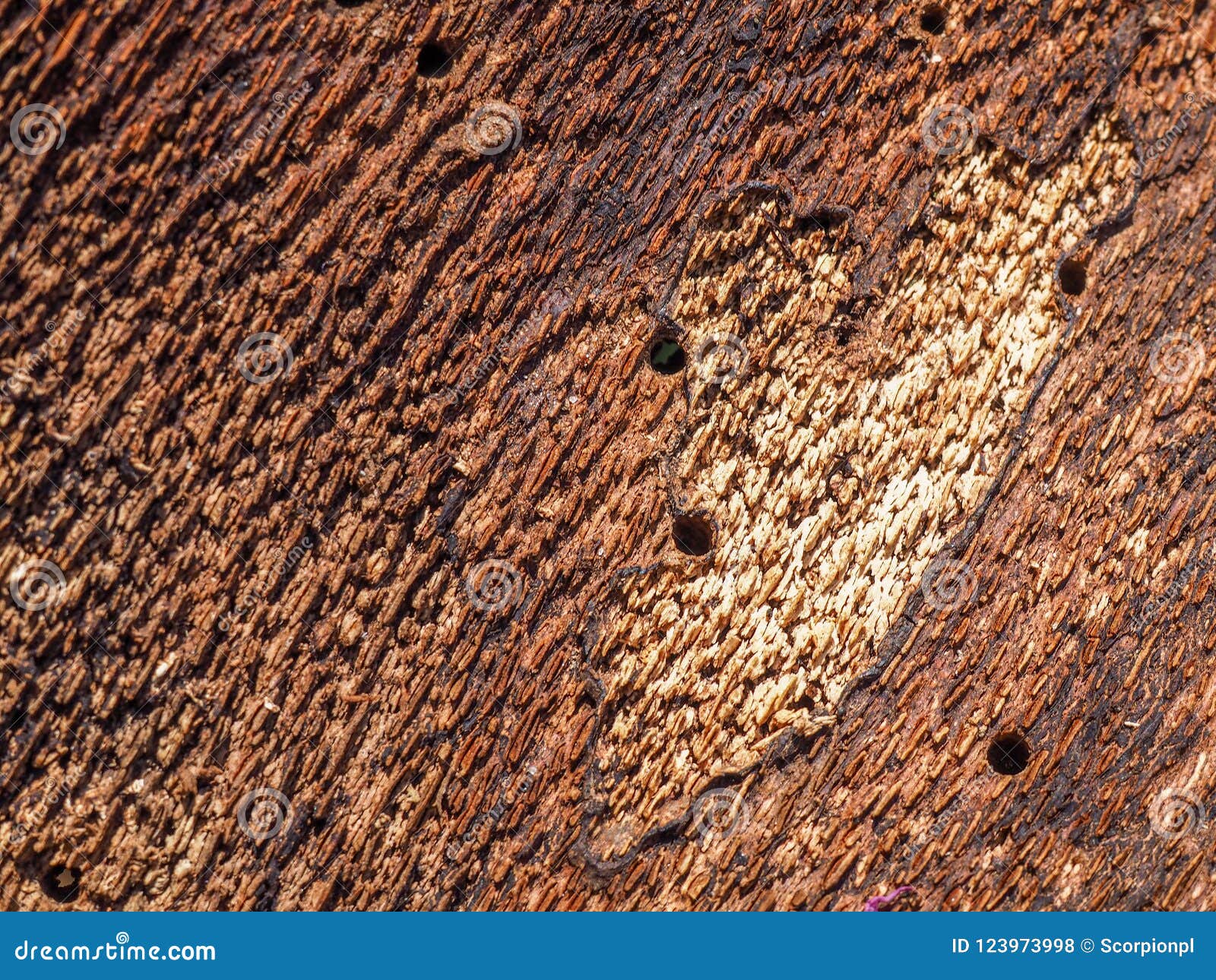 Inner Side of the Tree Bark Stock Photo - Image of design, rugged ...