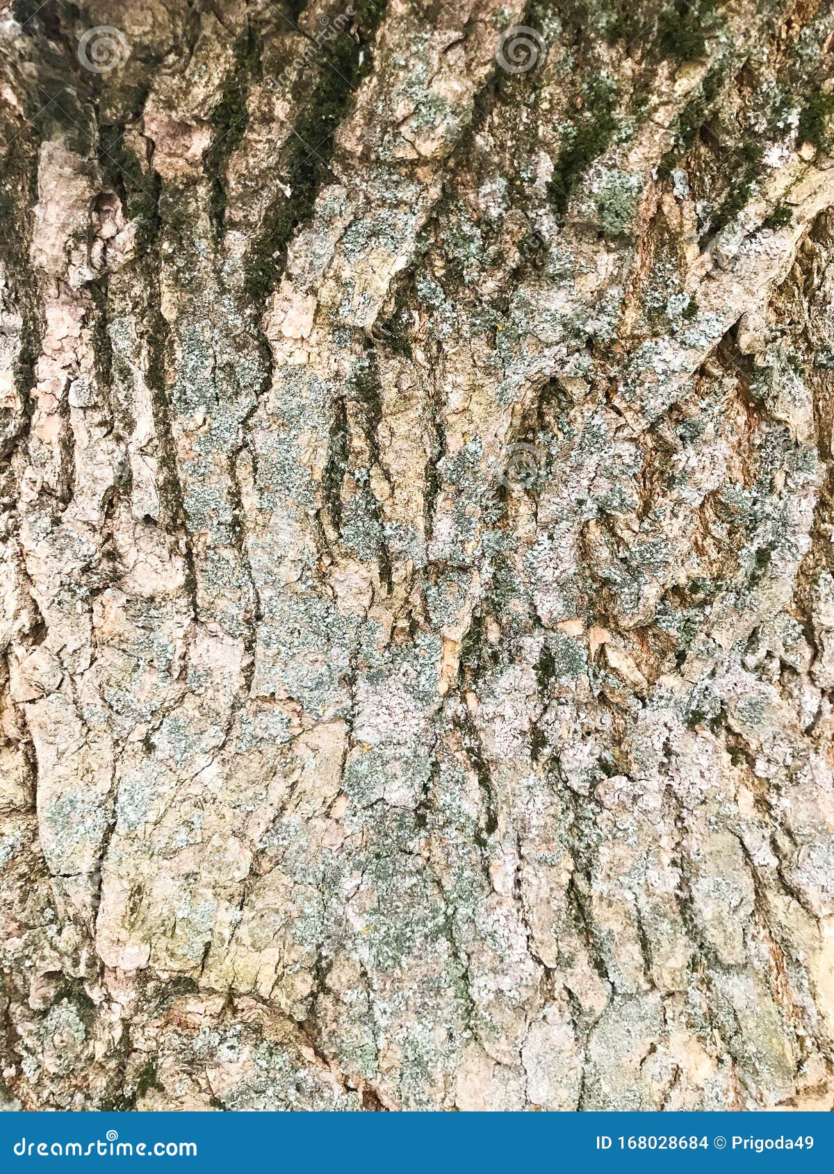 The Bark of a Tree with an Interesting Natural Ornament. Stock Photo ...