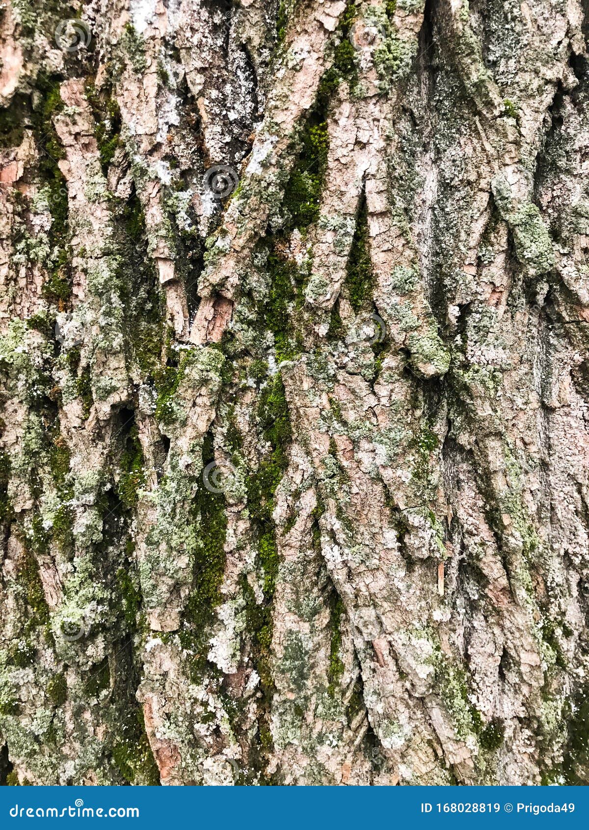 The Bark of a Tree with an Interesting Natural Ornament. Stock Image ...