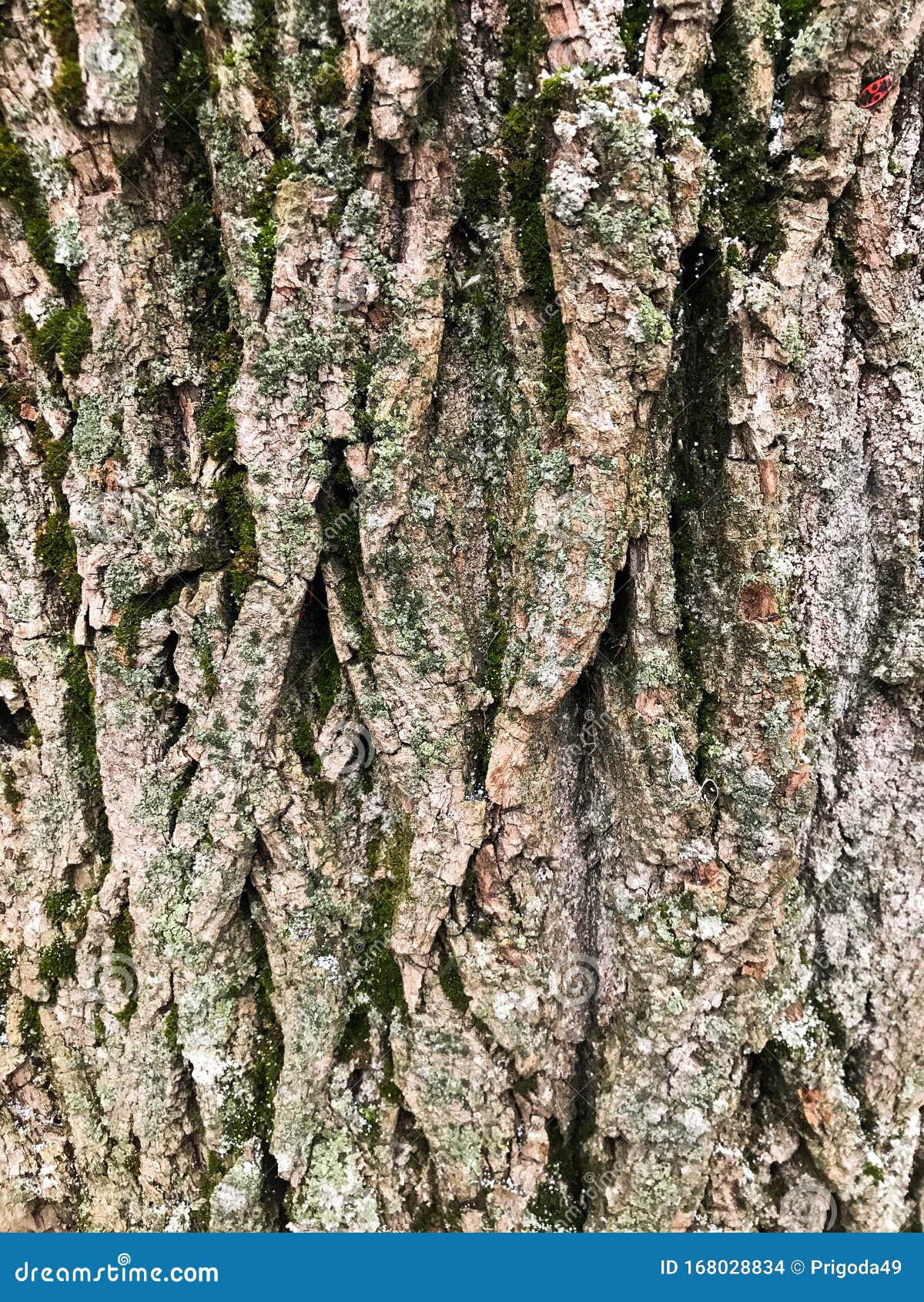 The Bark of a Tree with an Interesting Natural Ornament. Stock Photo ...