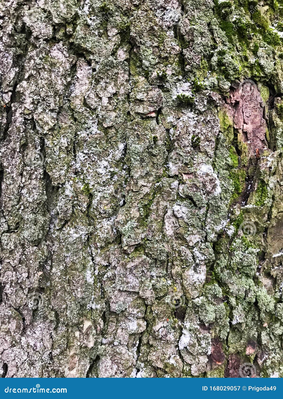 The Bark of a Tree with an Interesting Natural Ornament. Stock Image ...
