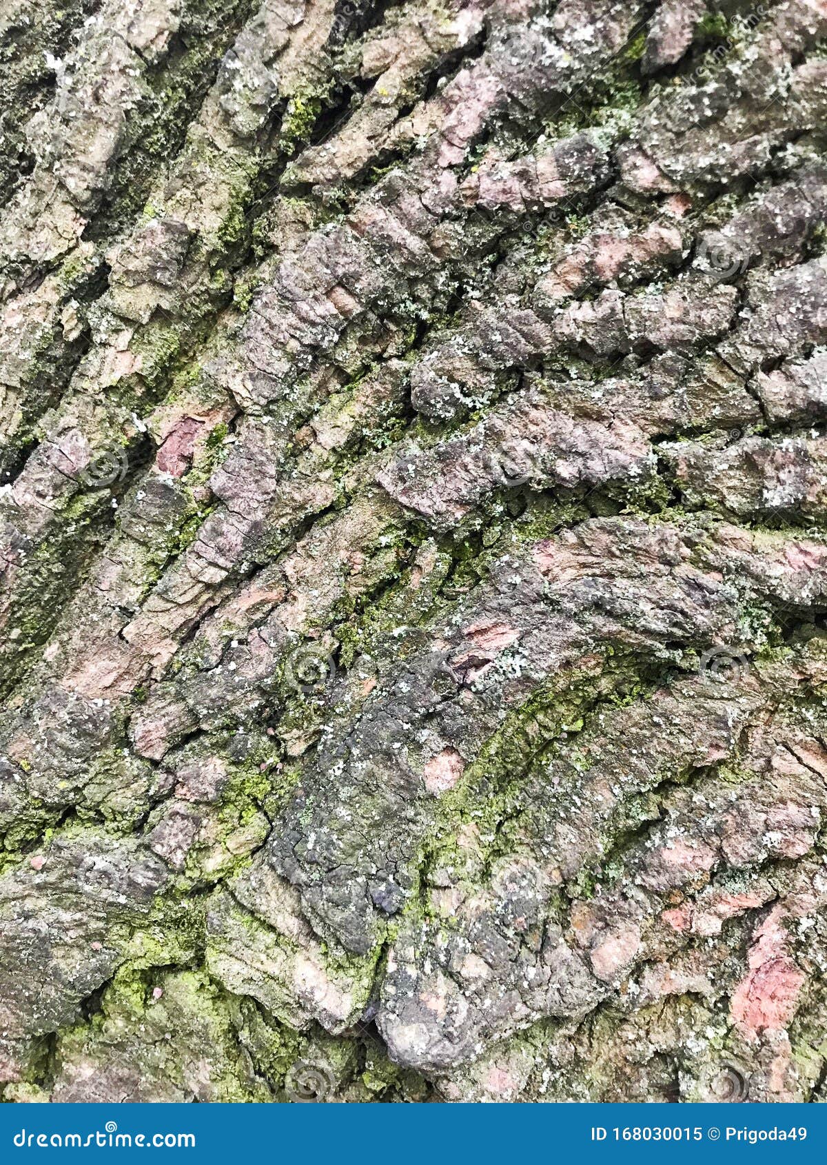 The Bark of a Tree with an Interesting Natural Ornament. Stock Image ...