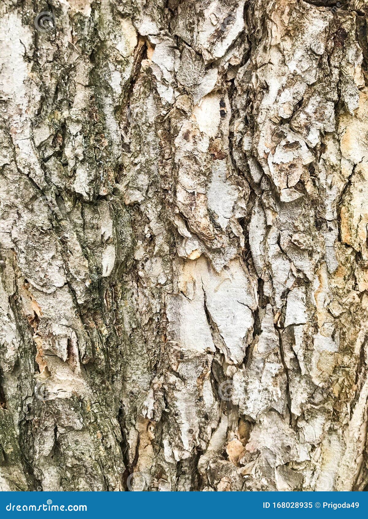 The Bark of a Tree with an Interesting Natural Ornament. Stock Image ...