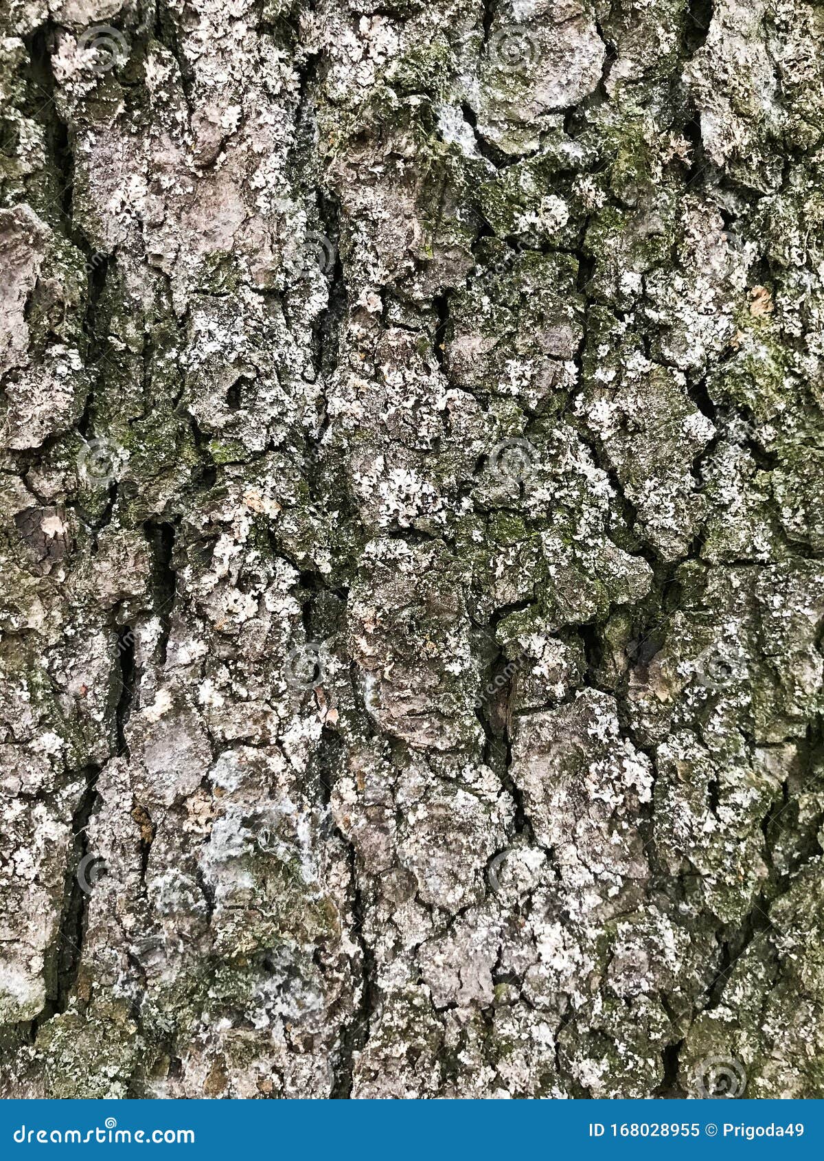 The Bark of a Tree with an Interesting Natural Ornament. Stock Image ...