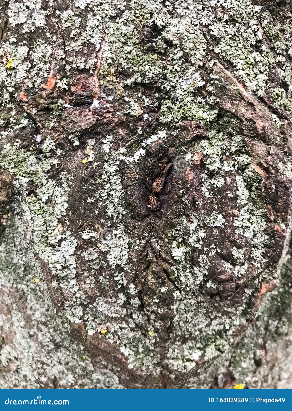 The Bark of a Tree with an Interesting Natural Ornament. Stock Image ...