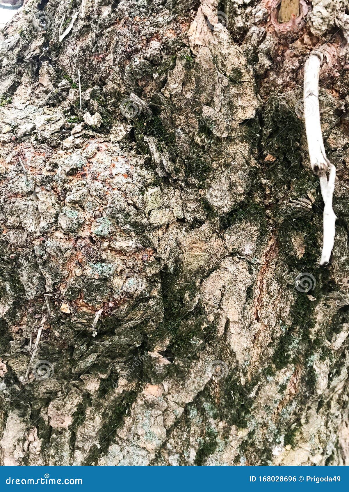 The Bark of a Tree with an Interesting Natural Ornament. Stock Photo ...