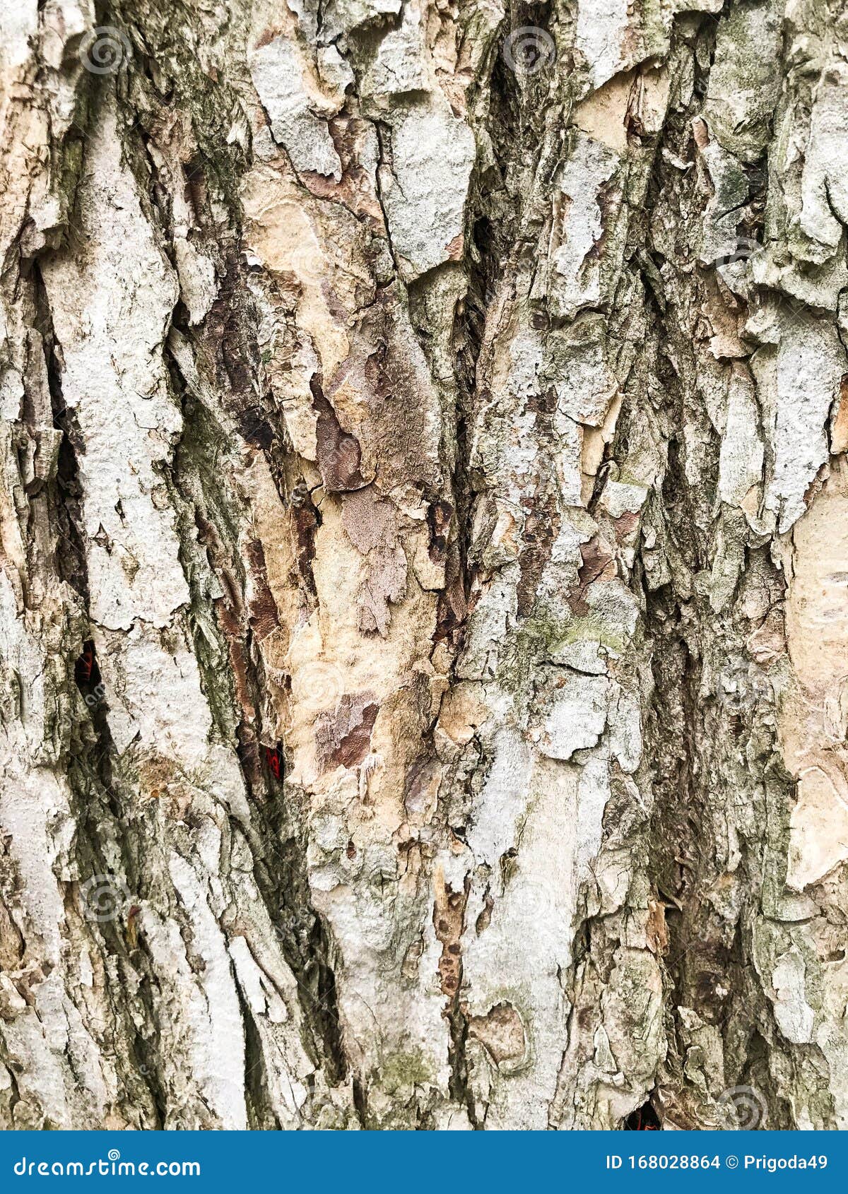 The Bark of a Tree with an Interesting Natural Ornament. Stock Photo ...