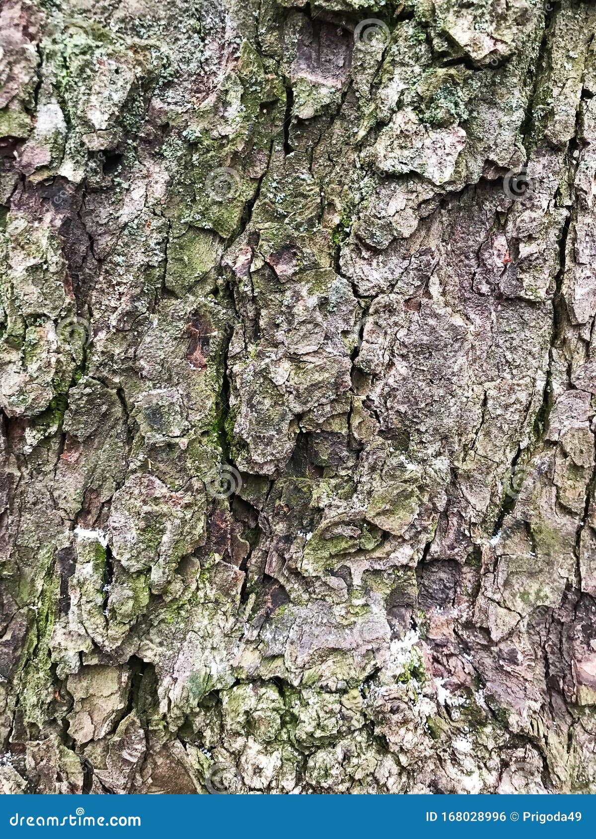 The Bark of a Tree with an Interesting Natural Ornament. Stock Photo ...