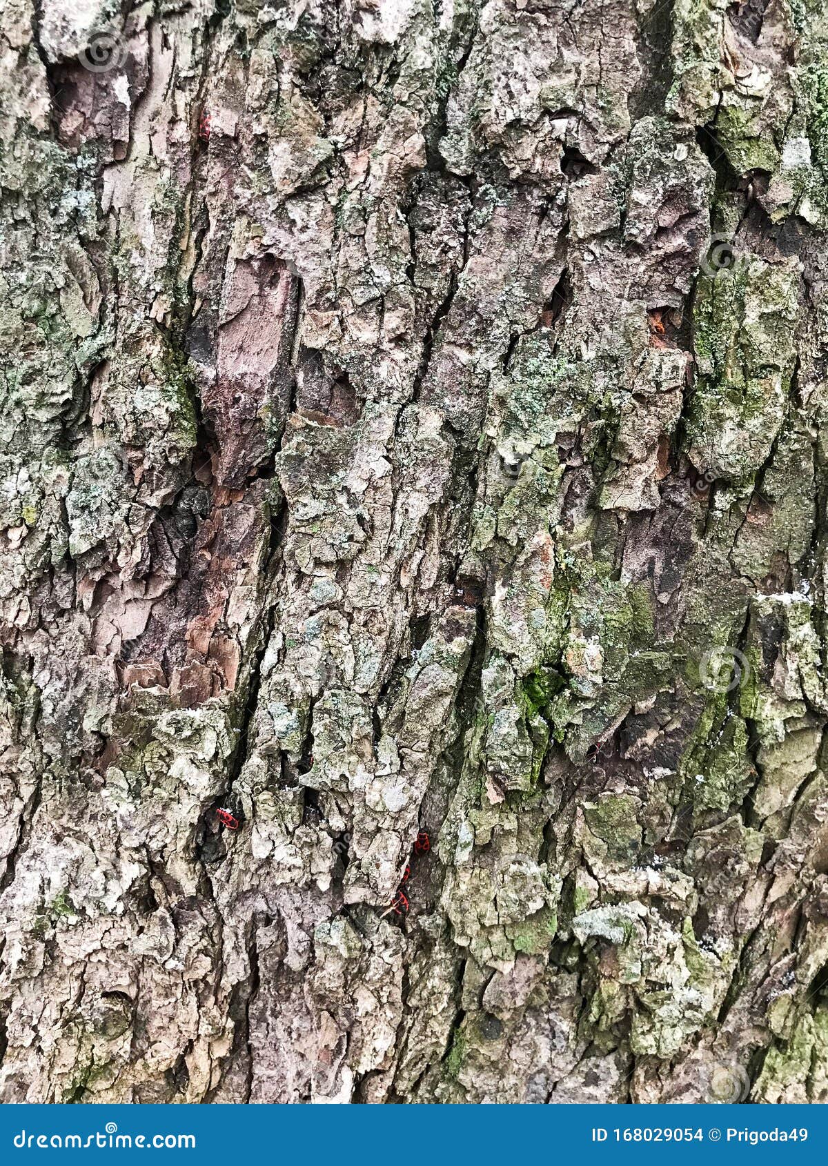 The Bark of a Tree with an Interesting Natural Ornament. Stock Photo ...