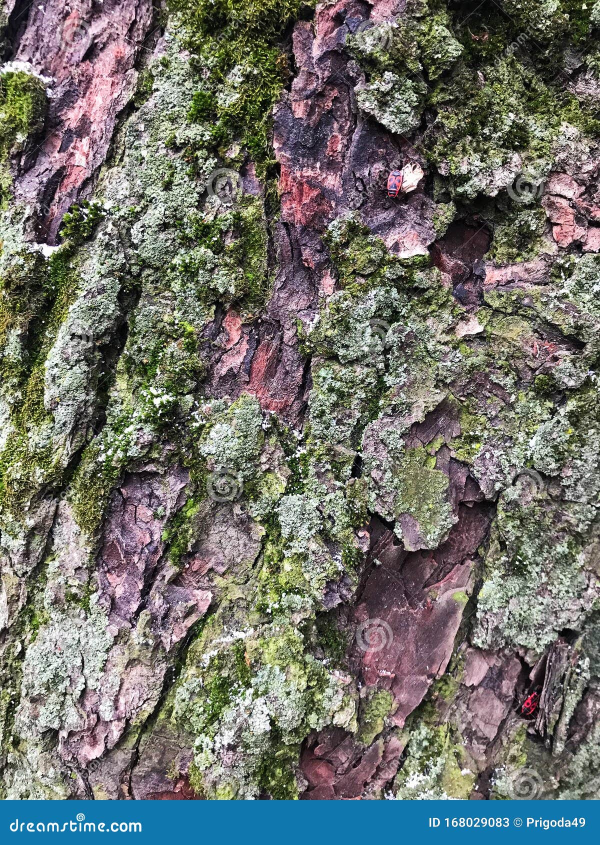 The Bark of a Tree with an Interesting Natural Ornament. Stock Image ...