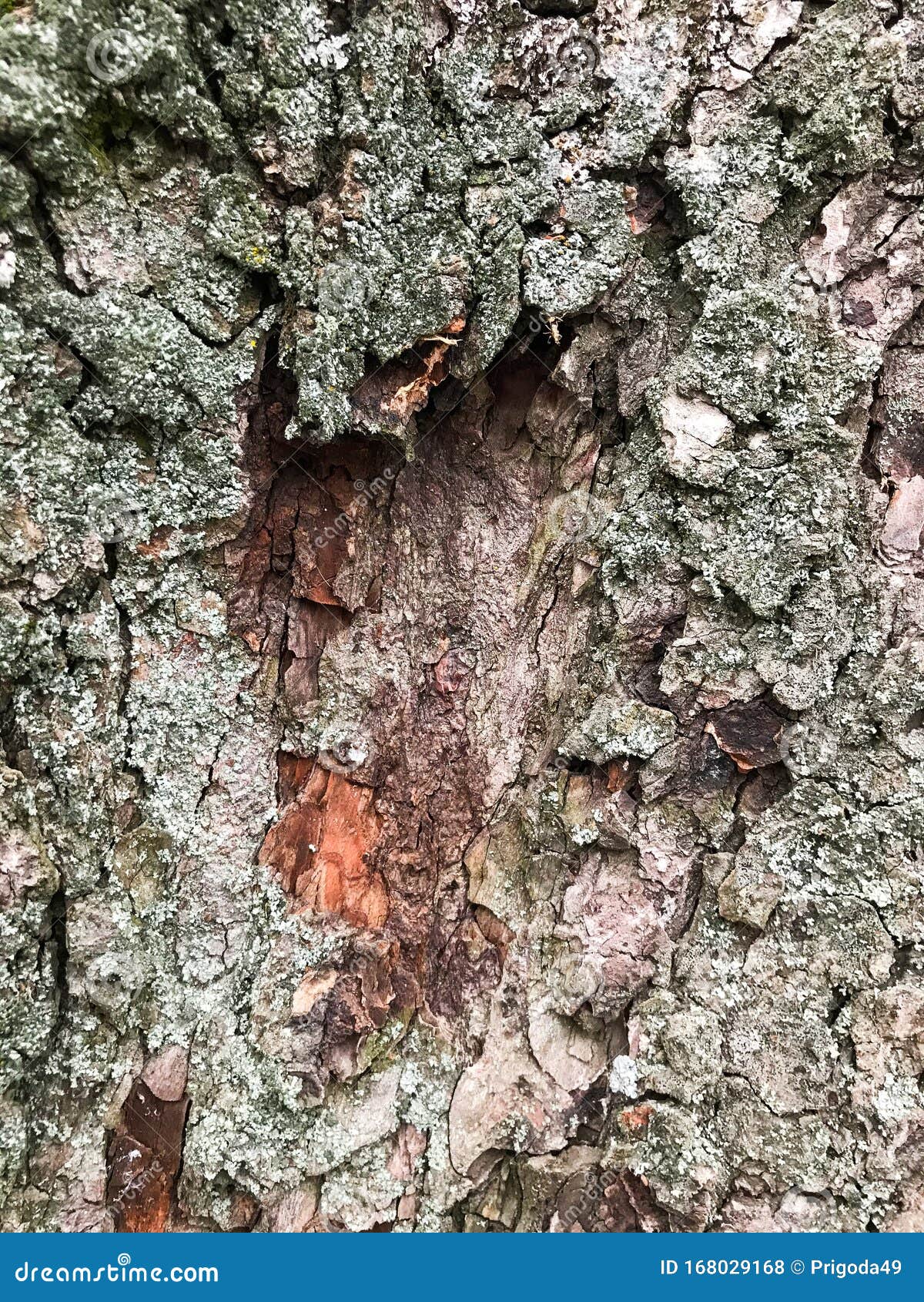 The Bark of a Tree with an Interesting Natural Ornament. Stock Photo ...
