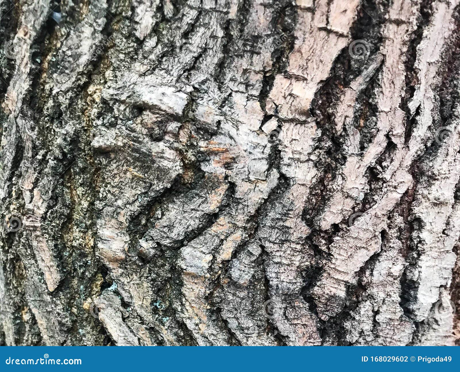 The Bark of a Tree with an Interesting Natural Ornament. Stock Photo ...