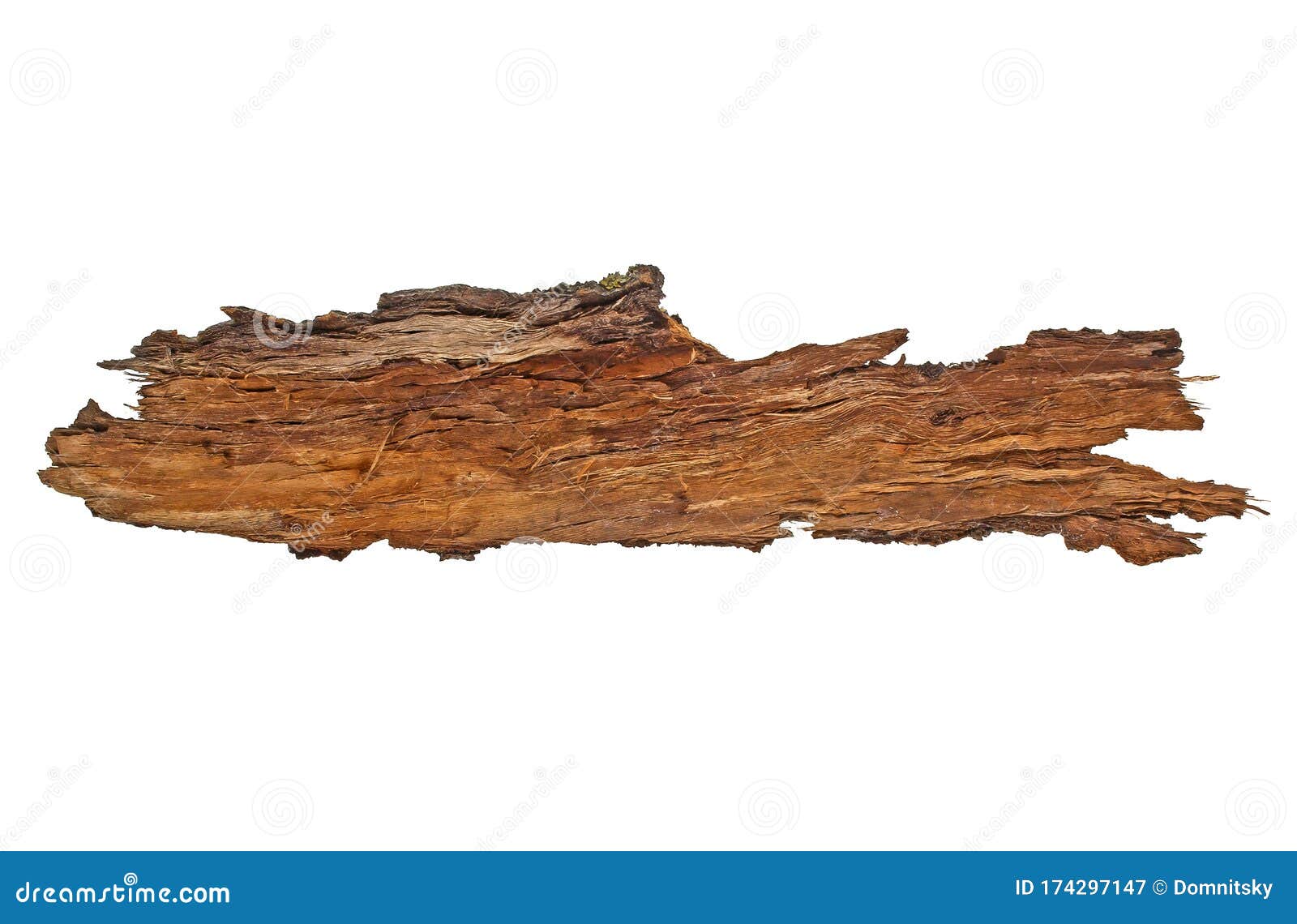 Bark Tree Isolated on White Background Stock Image - Image of acacia ...
