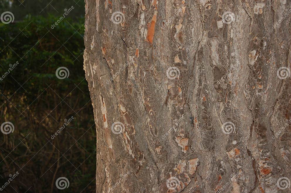 Bark of the tree stock image. Image of languish, texture - 108321819