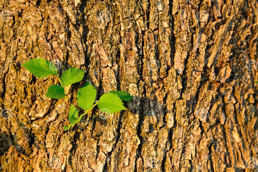 Bark of a tree with leaves stock image. Image of background - 29745149