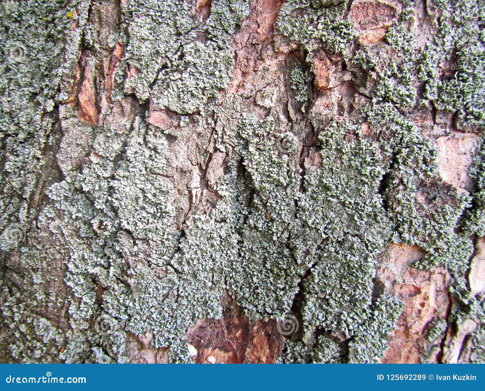 Bark of a Tree with Lichen Elements, Moss and Pine Trunks Close-up ...