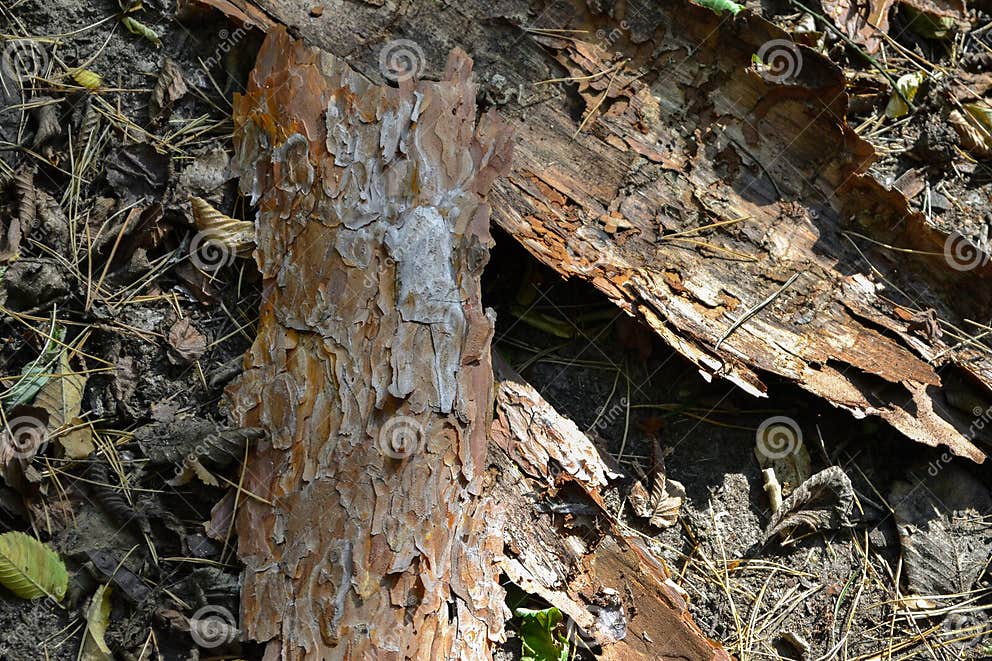 Bark from the Tree Lie on the Ground Stock Image - Image of plant, soil ...