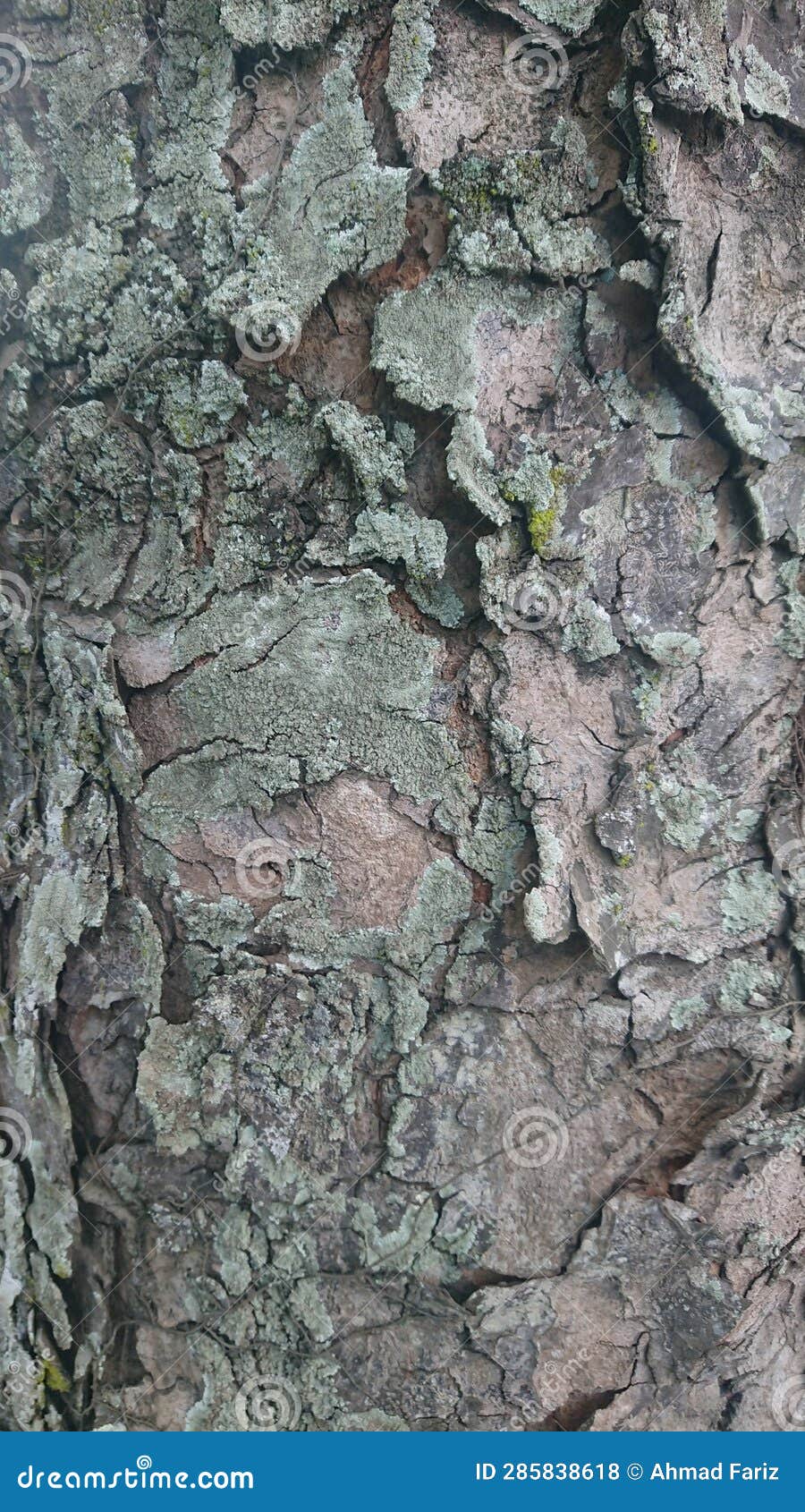 A Bark Tree Match As Background, Wallpaper, Design, and Other Usefull about Art Stock Photo ...