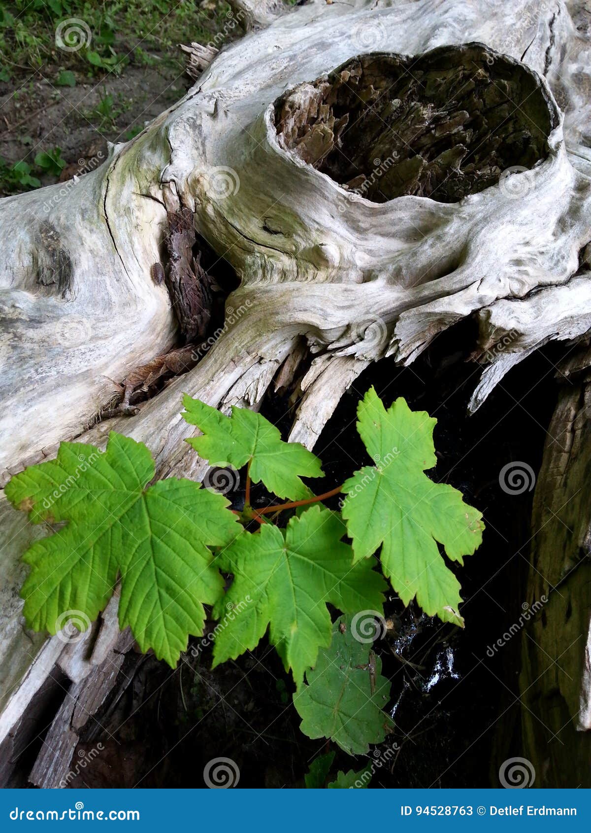 Beginning of a new life stock image. Image of plant, life - 94528763