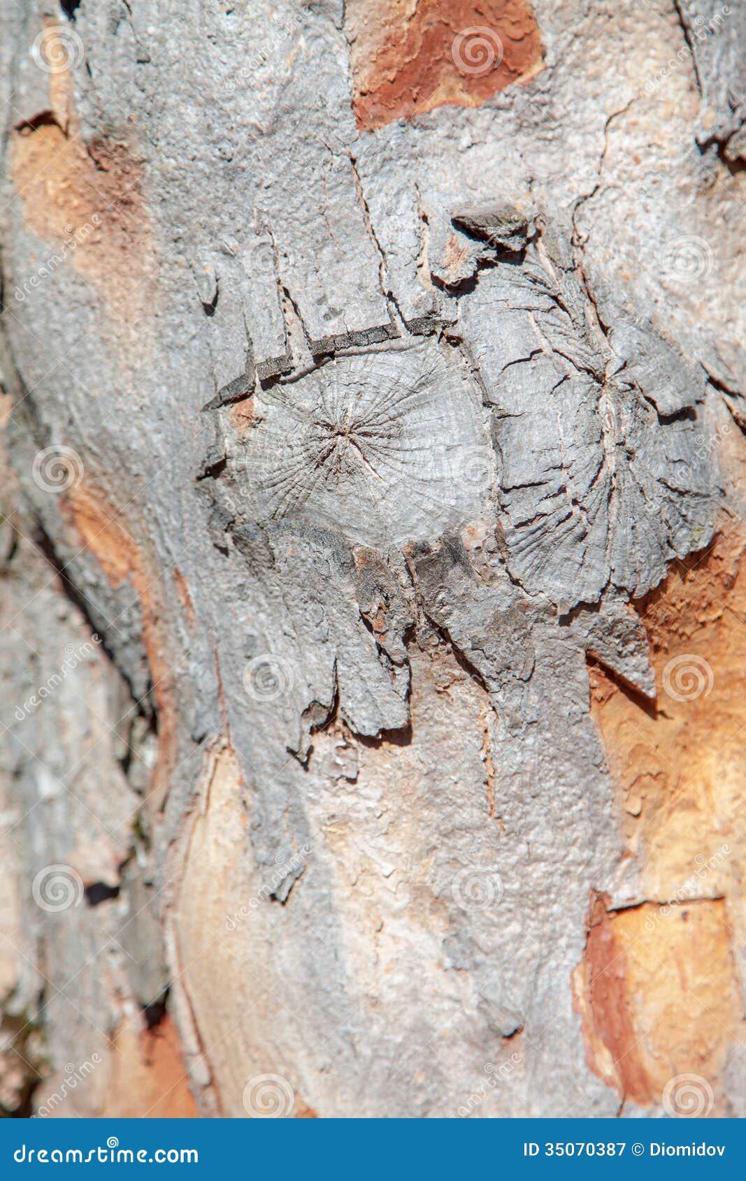 Bark of a Tree in the Mountains Autumn Day Stock Image - Image of ...