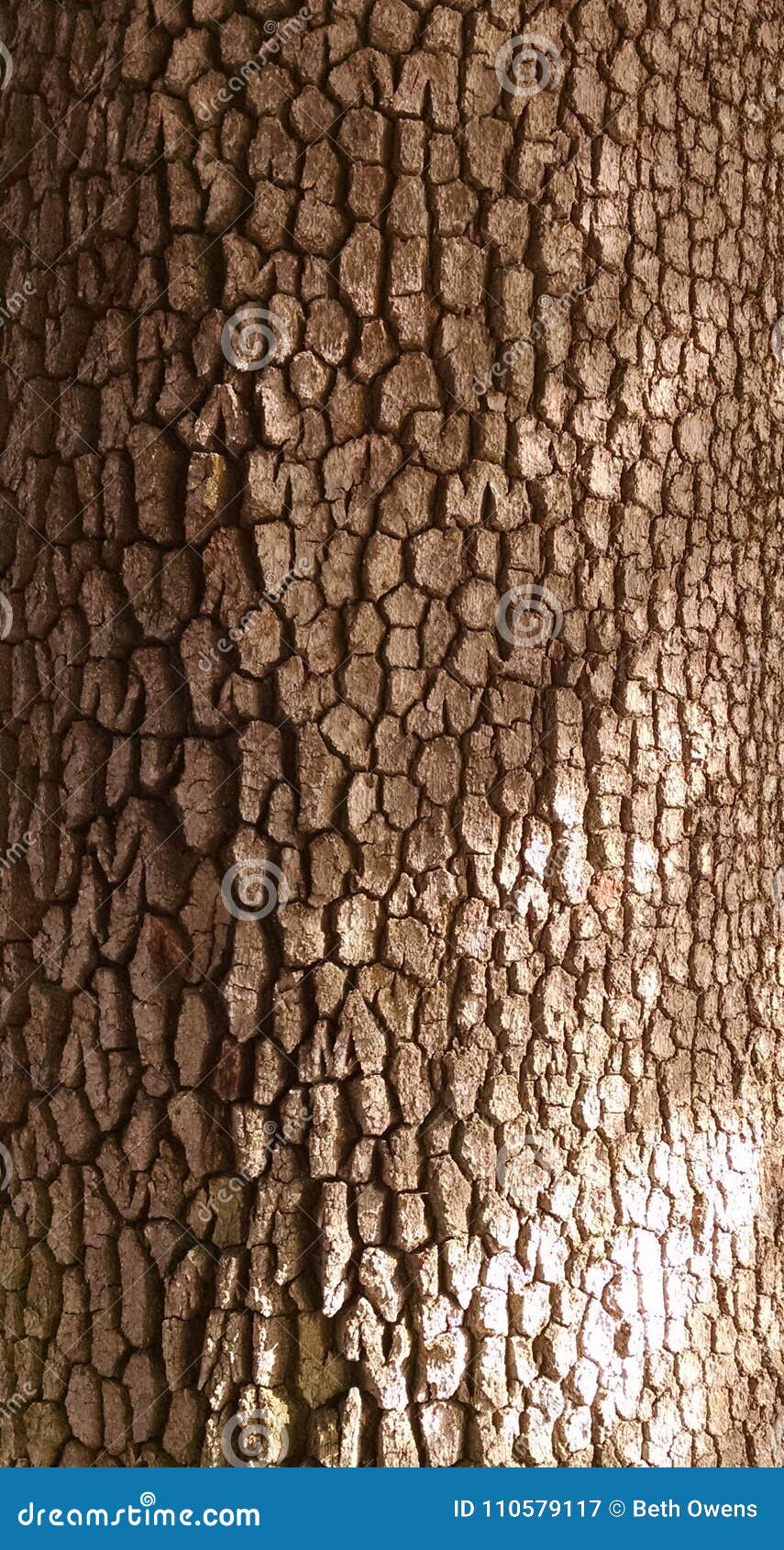 Bark stock image. Image of natural, pattern, bark, tree - 110579117