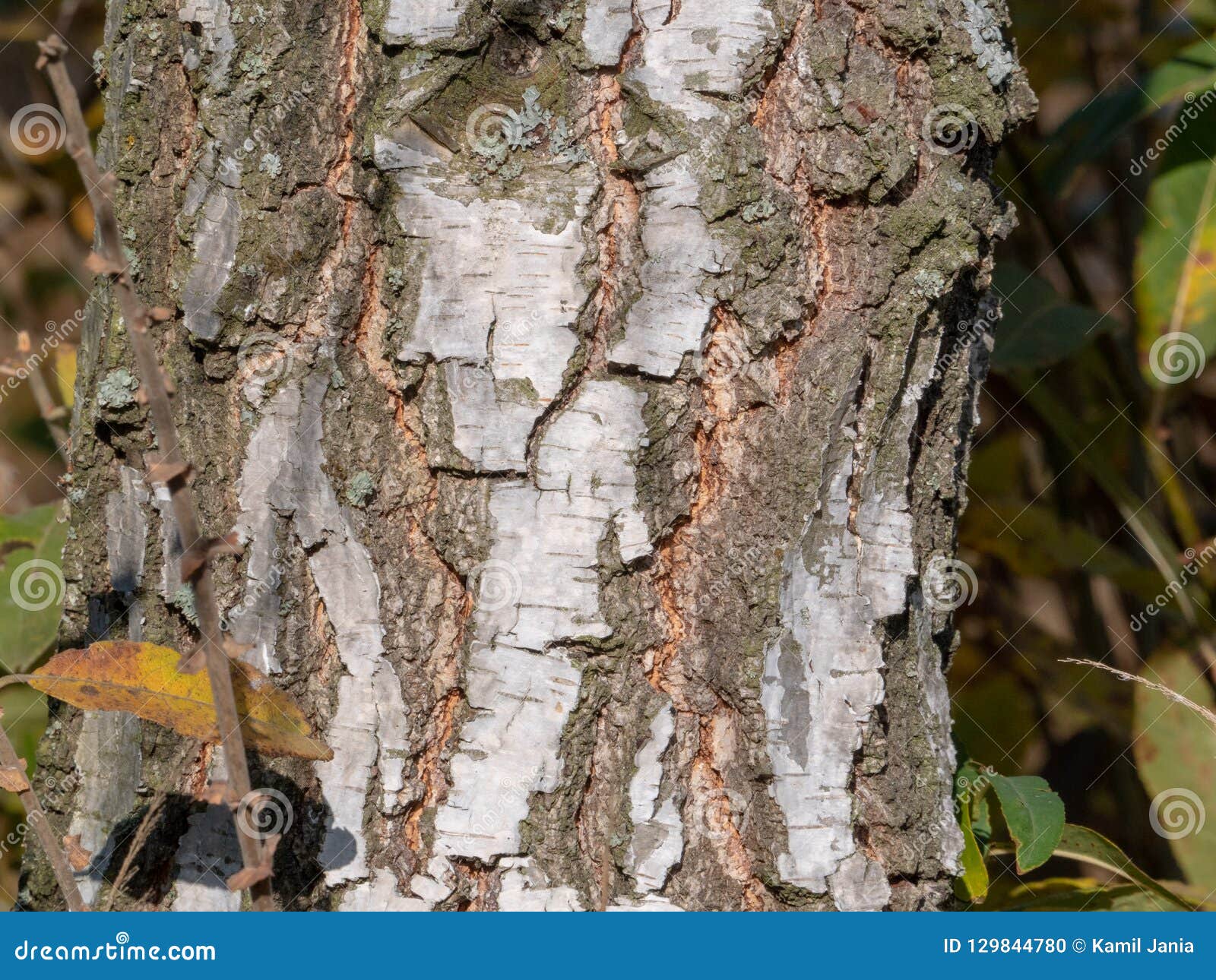 Bark of Tree Natural Wood for Texture Stock Photo - Image of trees ...