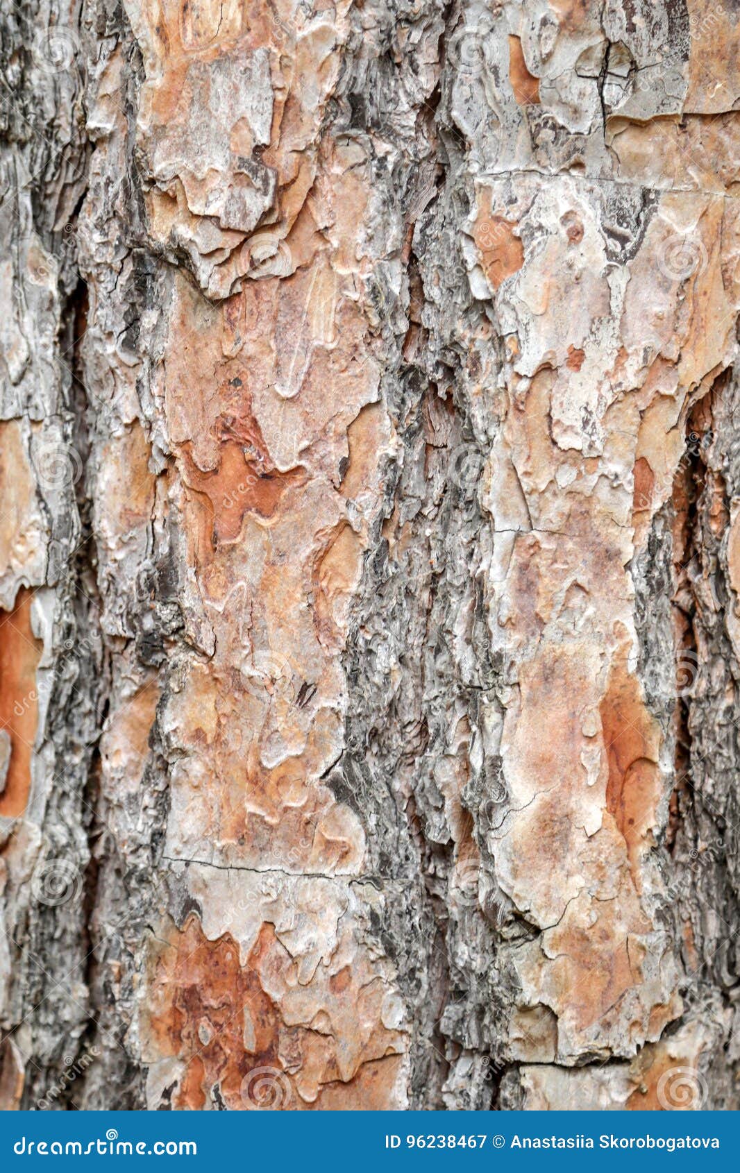 Bark of a tree stock image. Image of background, natural - 96238467