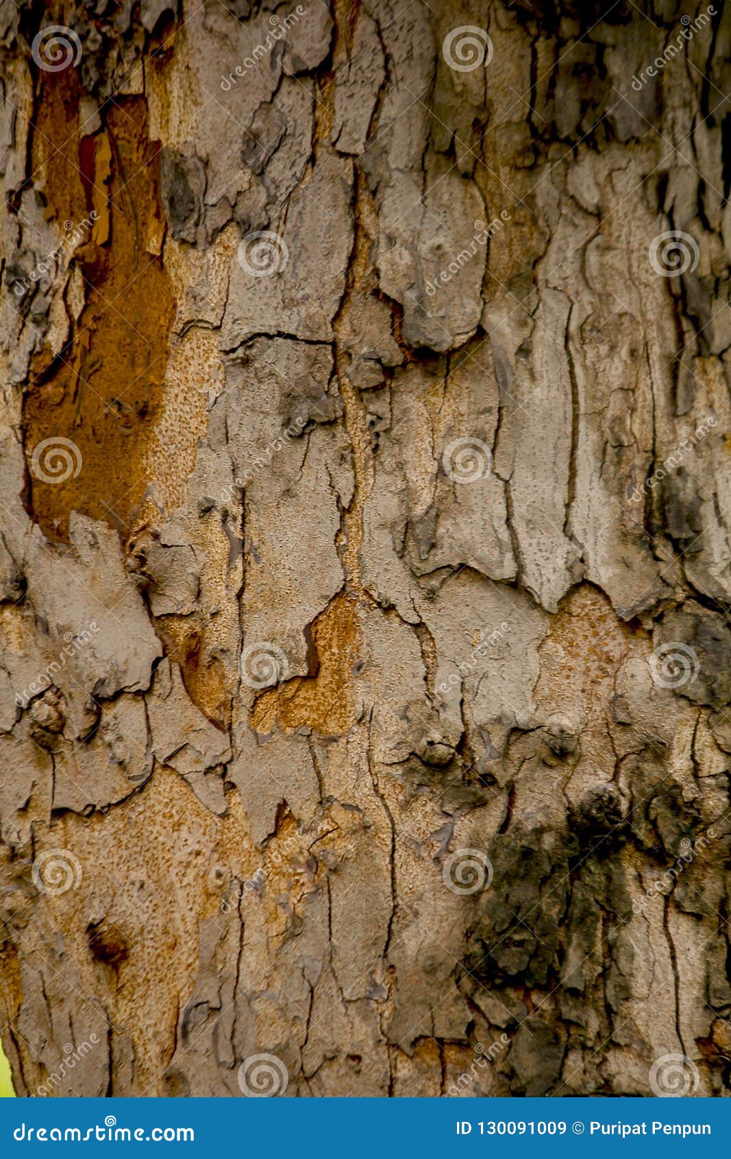 The Bark Of The Tree With A Jagged Period. Royalty-Free Stock ...