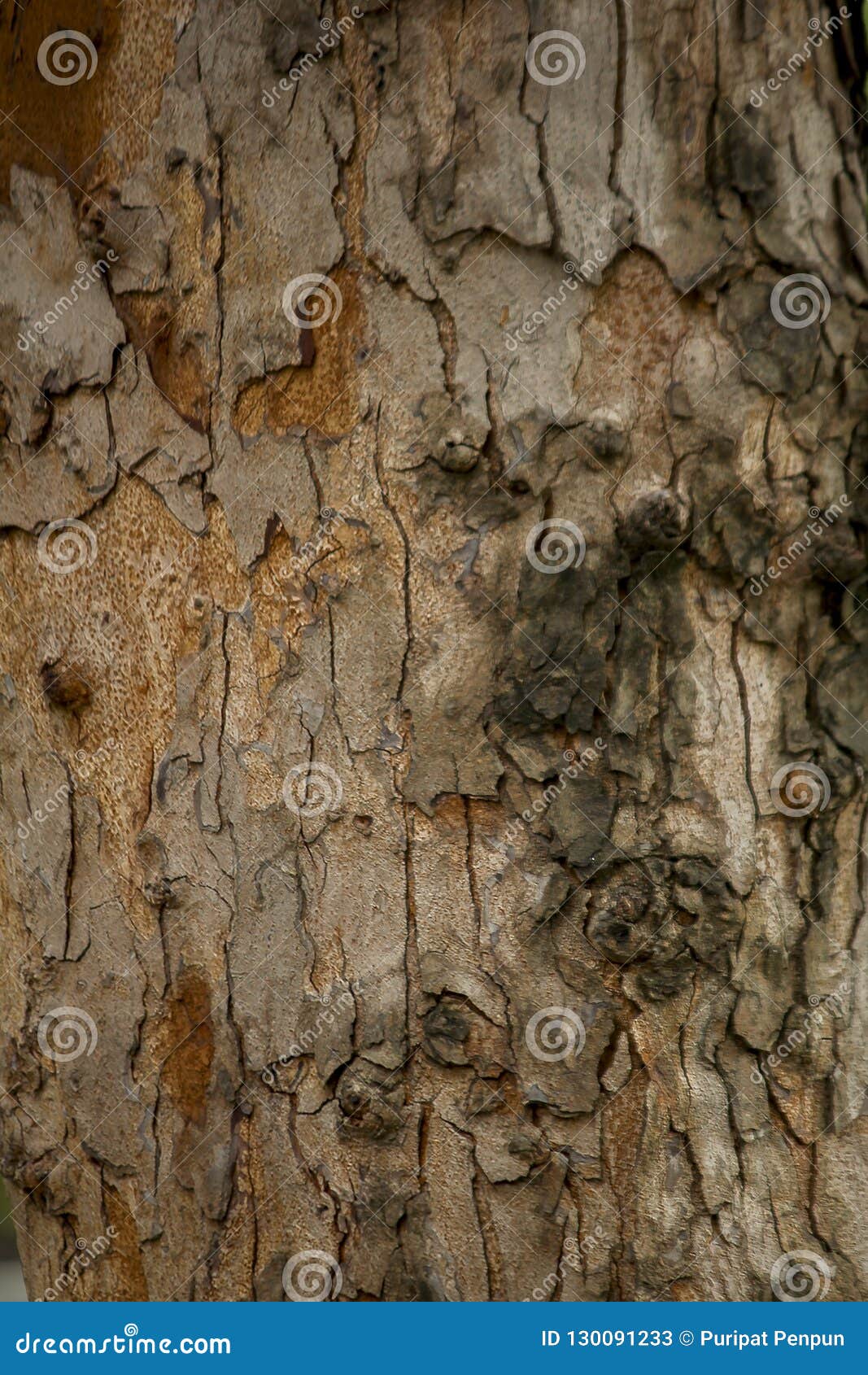 The Bark Of The Tree With A Jagged Period. Stock Image | CartoonDealer ...