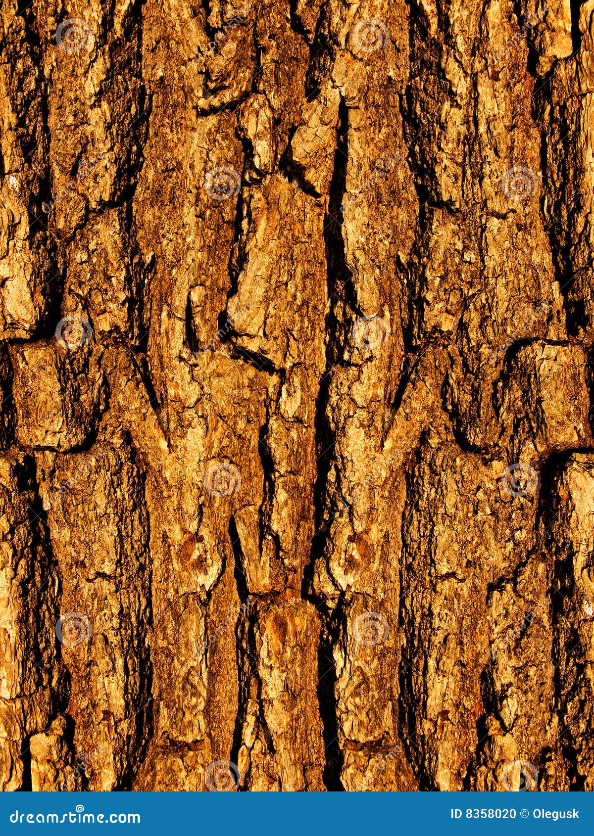 Bark A Tree An Oak A Close Up Stock Photo - Image: 8358020