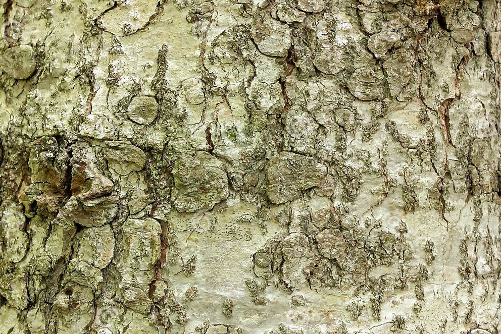 The Structure of the Bark of Different Types of Trees in a Forest Park ...