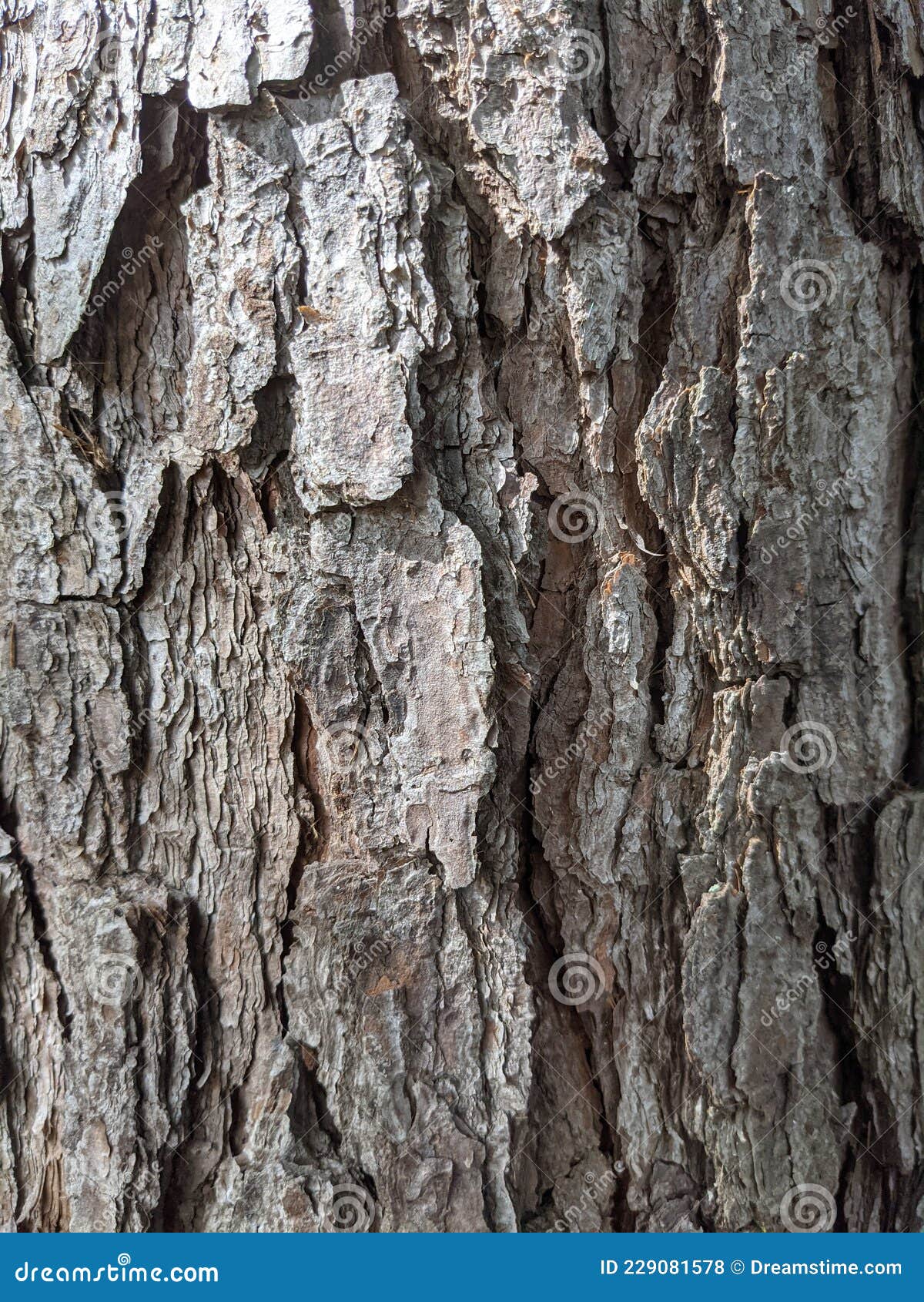 The Bark of a Tree Pattern in the Morning Sun Stock Photo - Image of ...