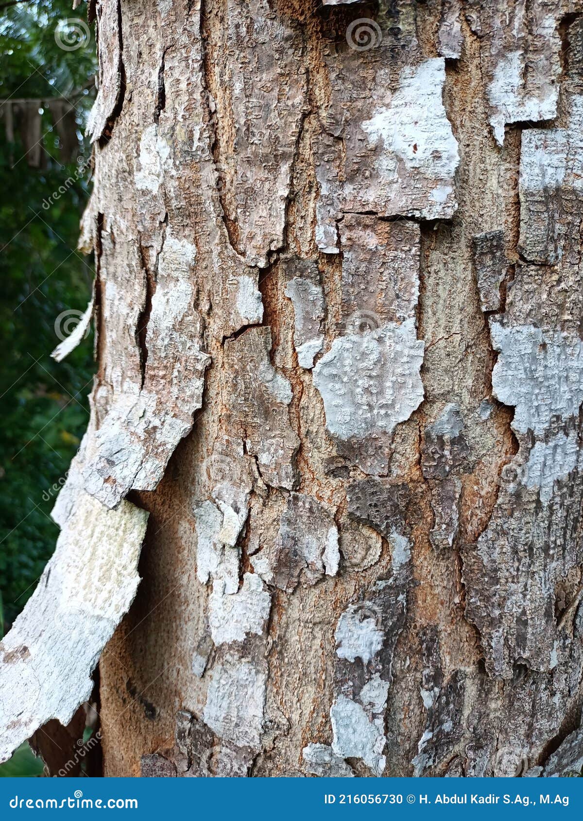 The Bark of the Tree is Peeled Off Stock Photo - Image of garden ...