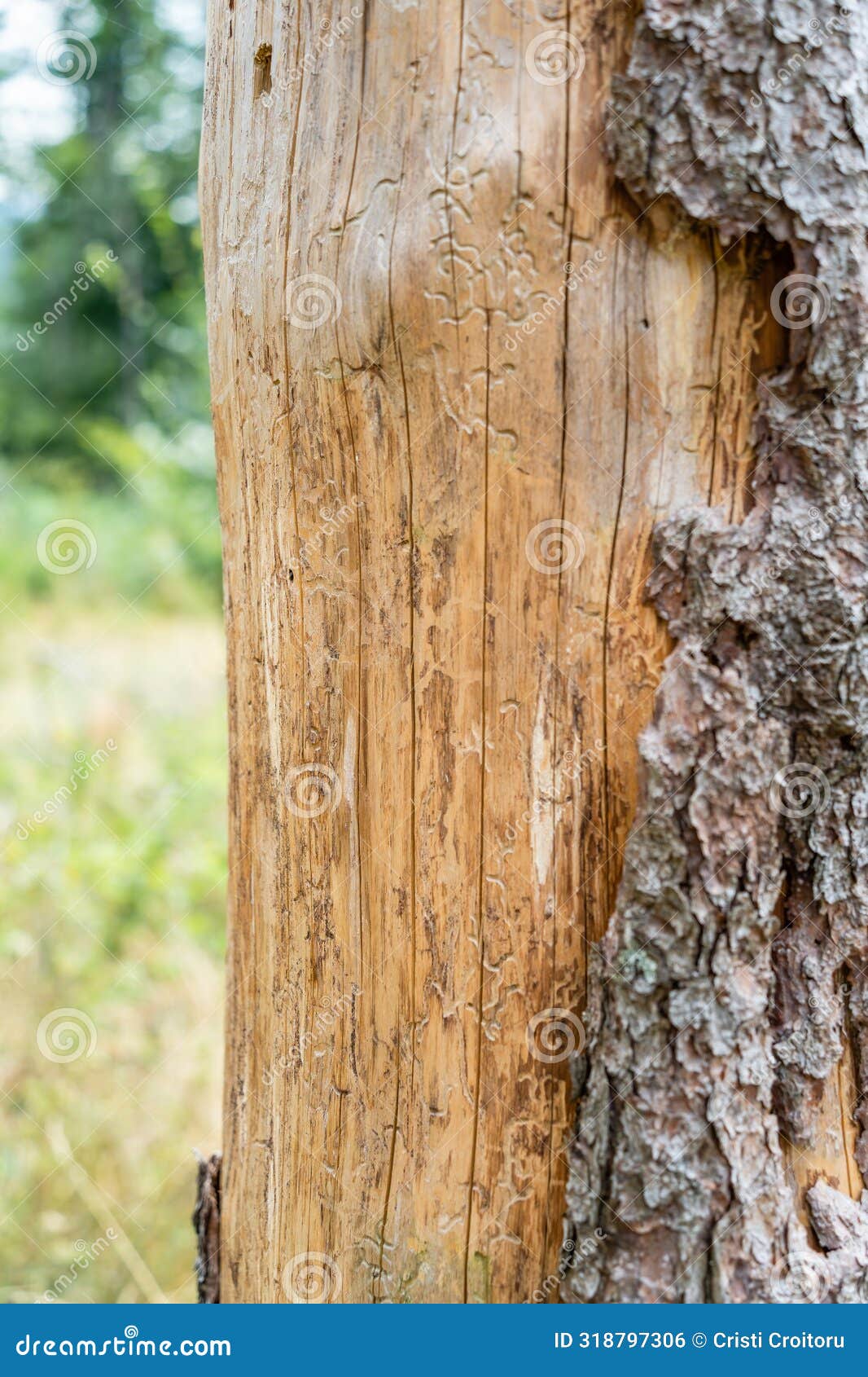 Bark Tree Peeling Off from a Tree Trunk Stock Photo - Image of trunk ...