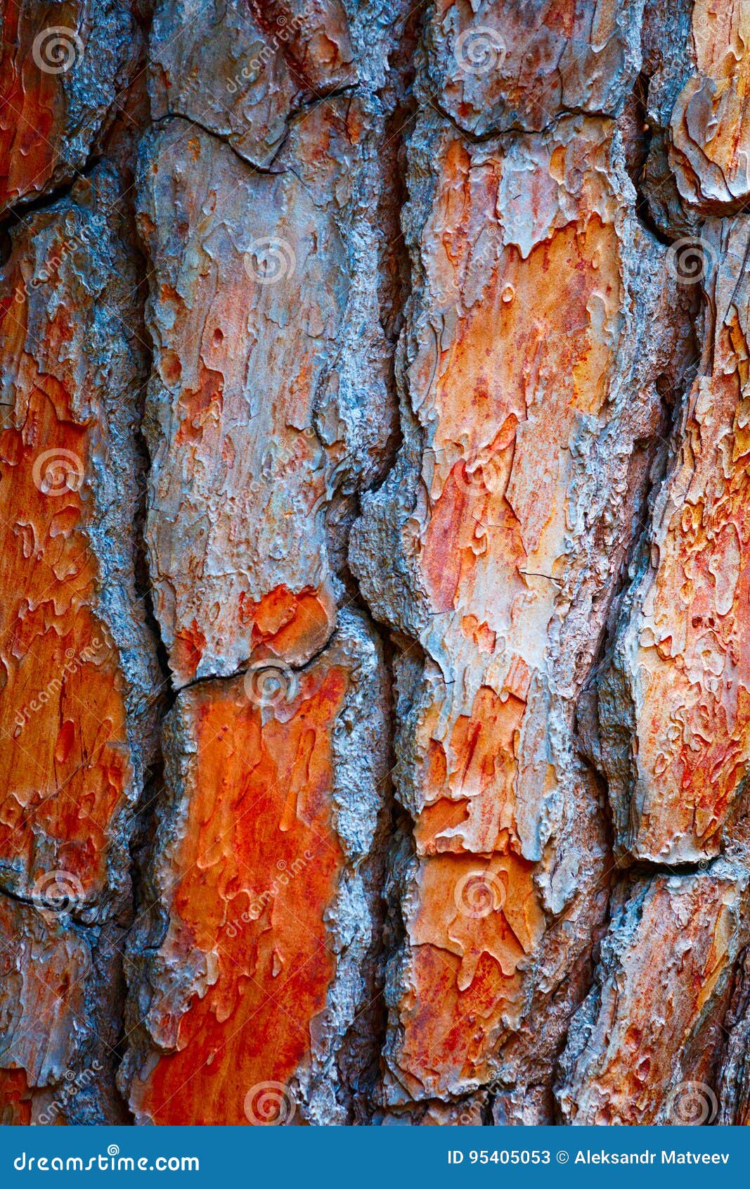 Bark Tree Pine Cedar Abstract Texture Background. Stock Image - Image ...