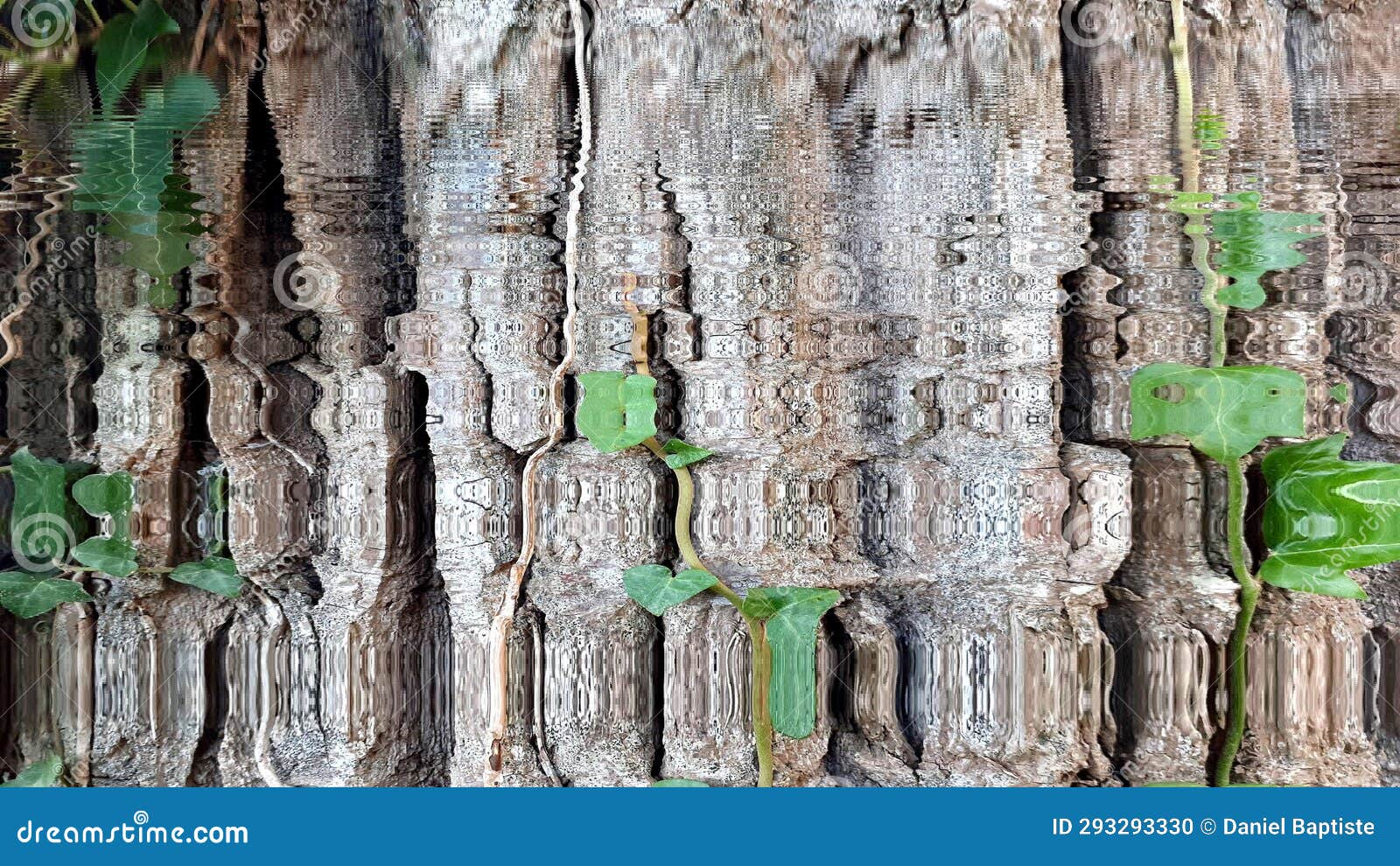 Bark of a Tree Reflecting in Water Stock Photo - Image of winter, soil ...