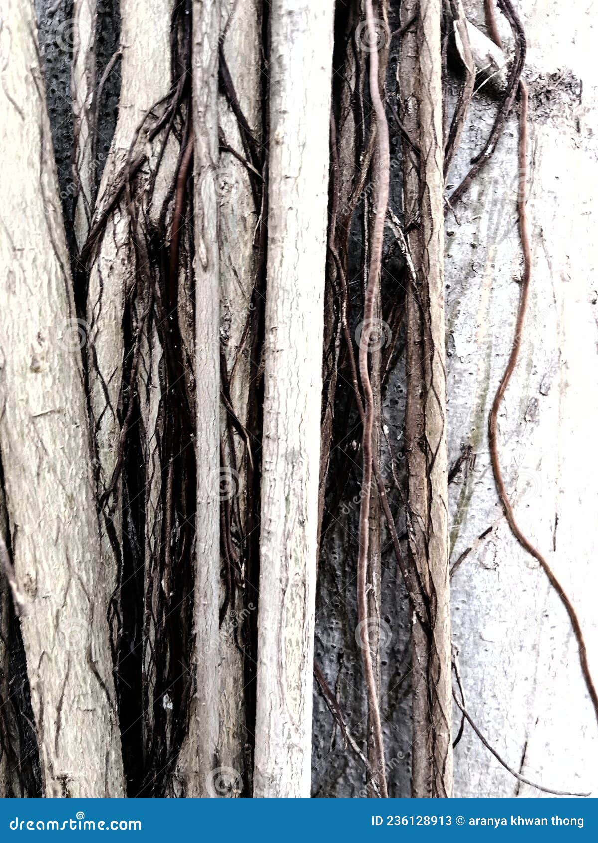 Bark and Tree Roots Texture Brown Gray Stock Image - Image of gray ...