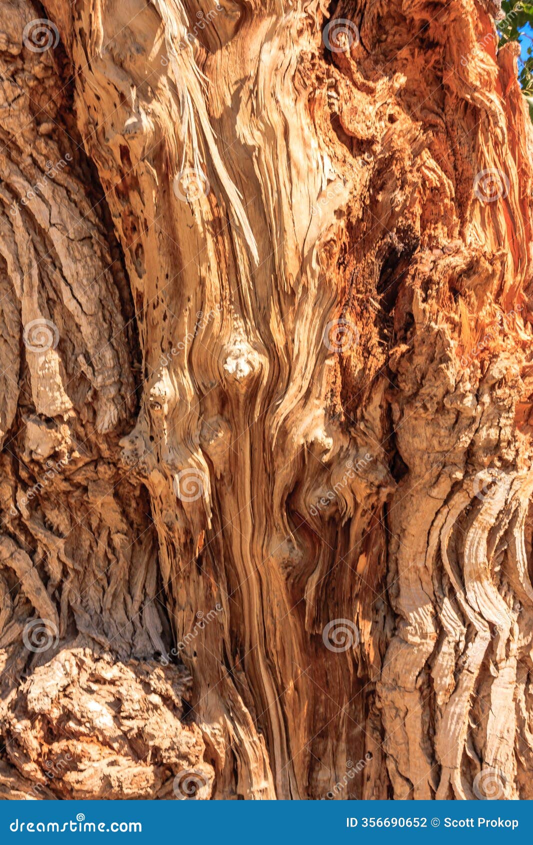 The Bark of a Tree is Rough and Has a Lot of Texture Stock Photo ...
